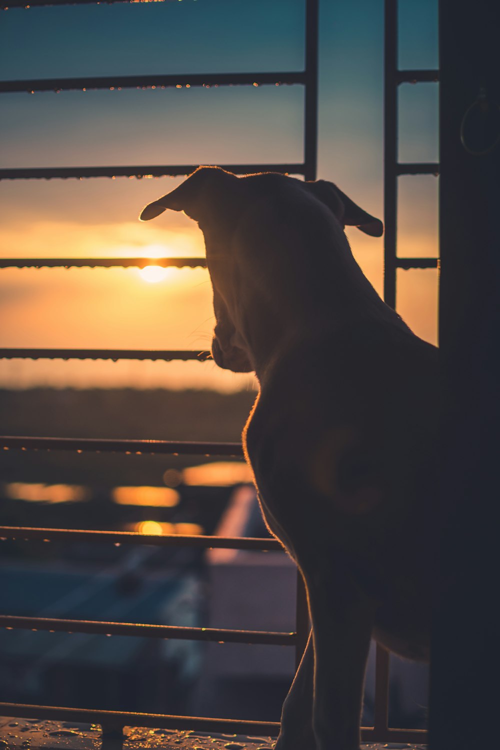 Sunset Dog Wallpapers - Wallpaper Cave