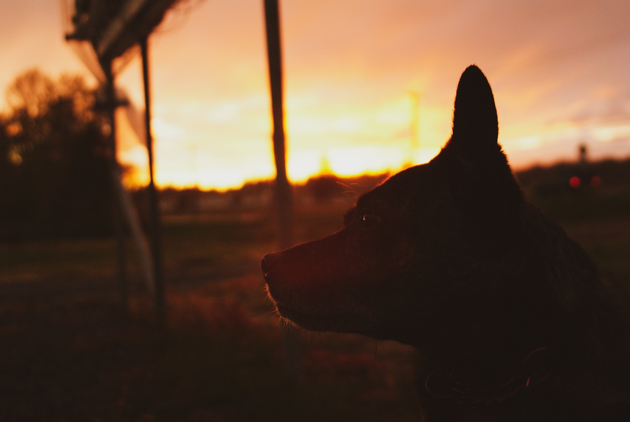 Sunset Dog Wallpapers - Wallpaper Cave