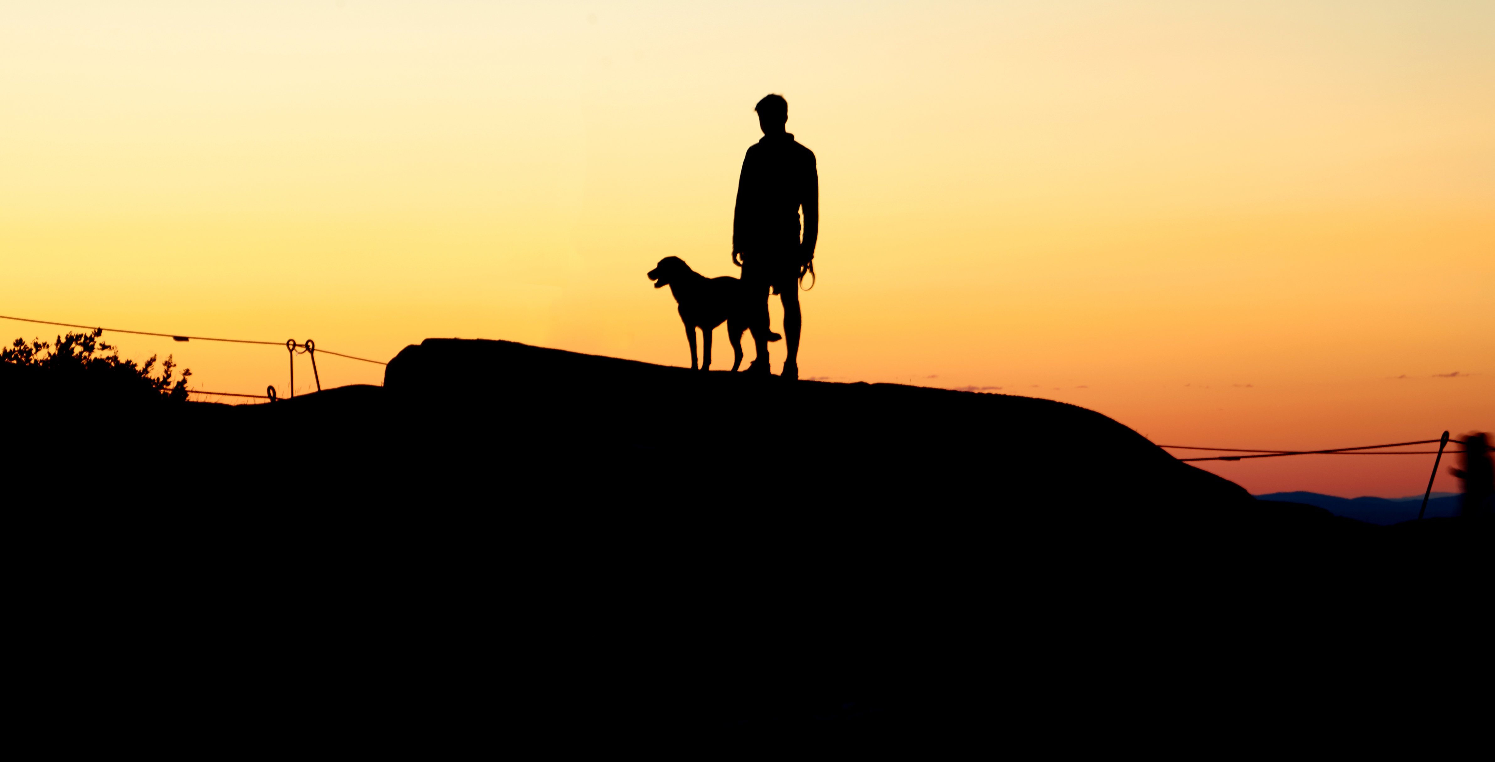 Sunset Dog Wallpapers - Wallpaper Cave