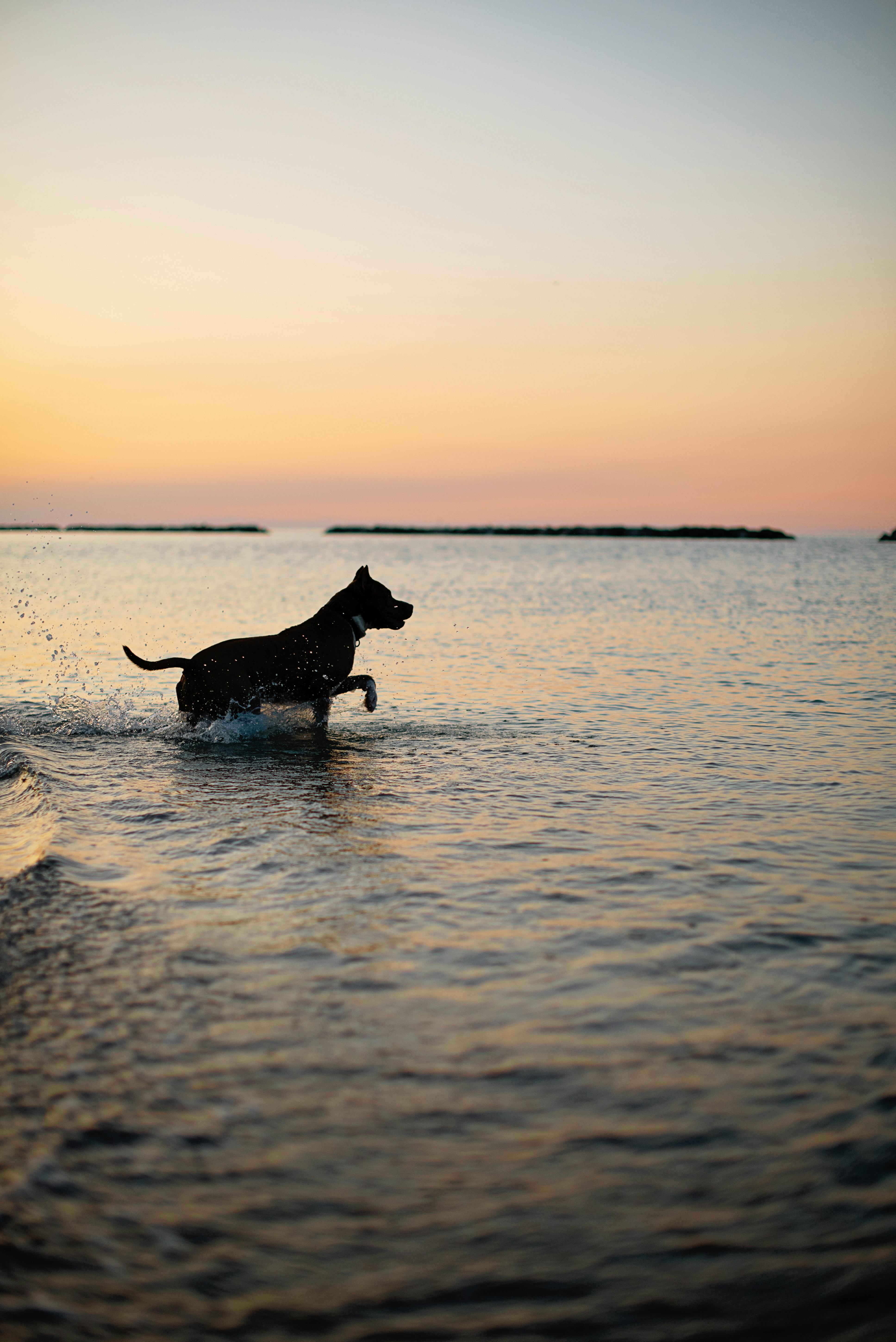 Sunset Dog Wallpapers - Wallpaper Cave
