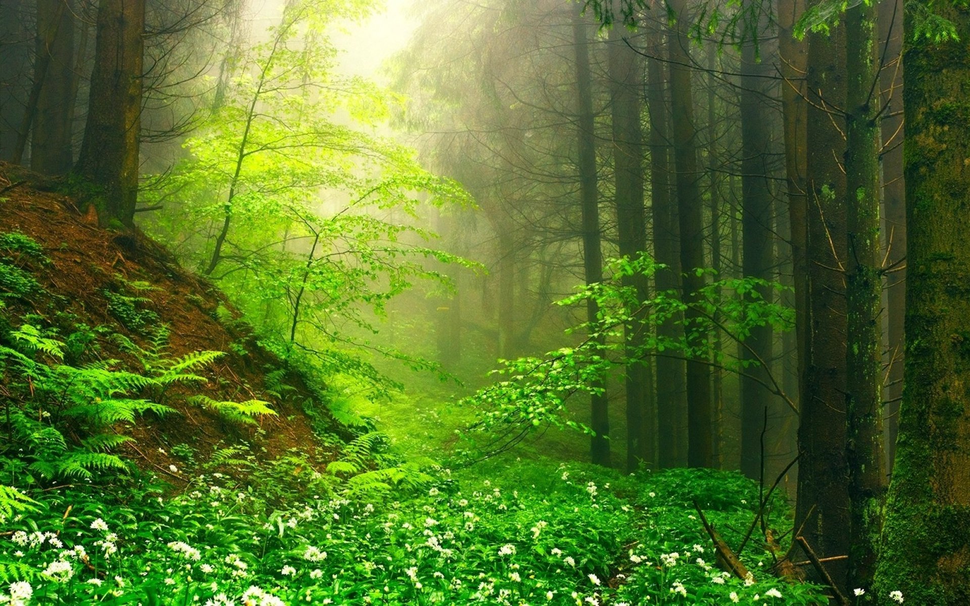 Desktop Spring Green Wallpapers - Wallpaper Cave