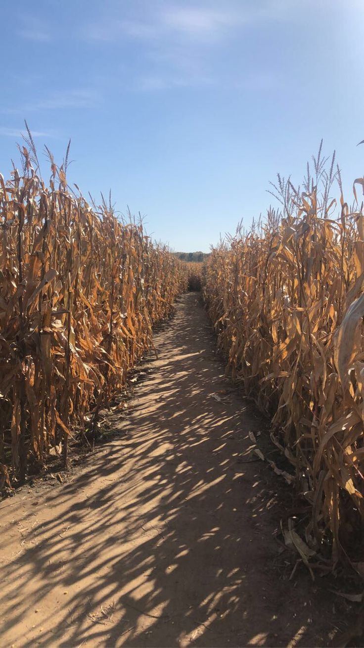 Corn Farm Wallpapers - Wallpaper Cave