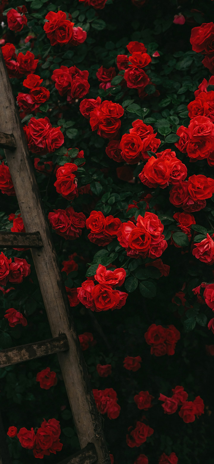 4k Phone Rose Wallpapers - Wallpaper Cave