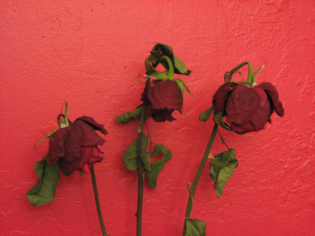 Dead Rose Aesthetic Wallpapers - Wallpaper Cave