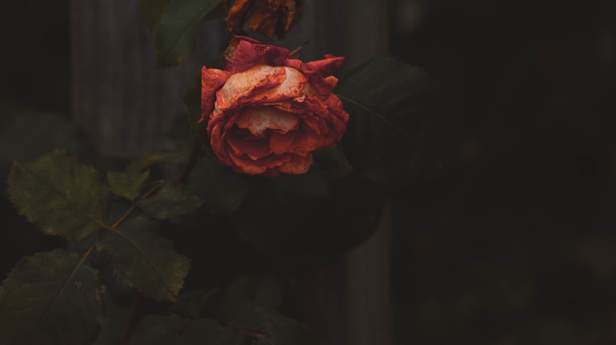 Dead Rose Aesthetic Wallpapers - Wallpaper Cave