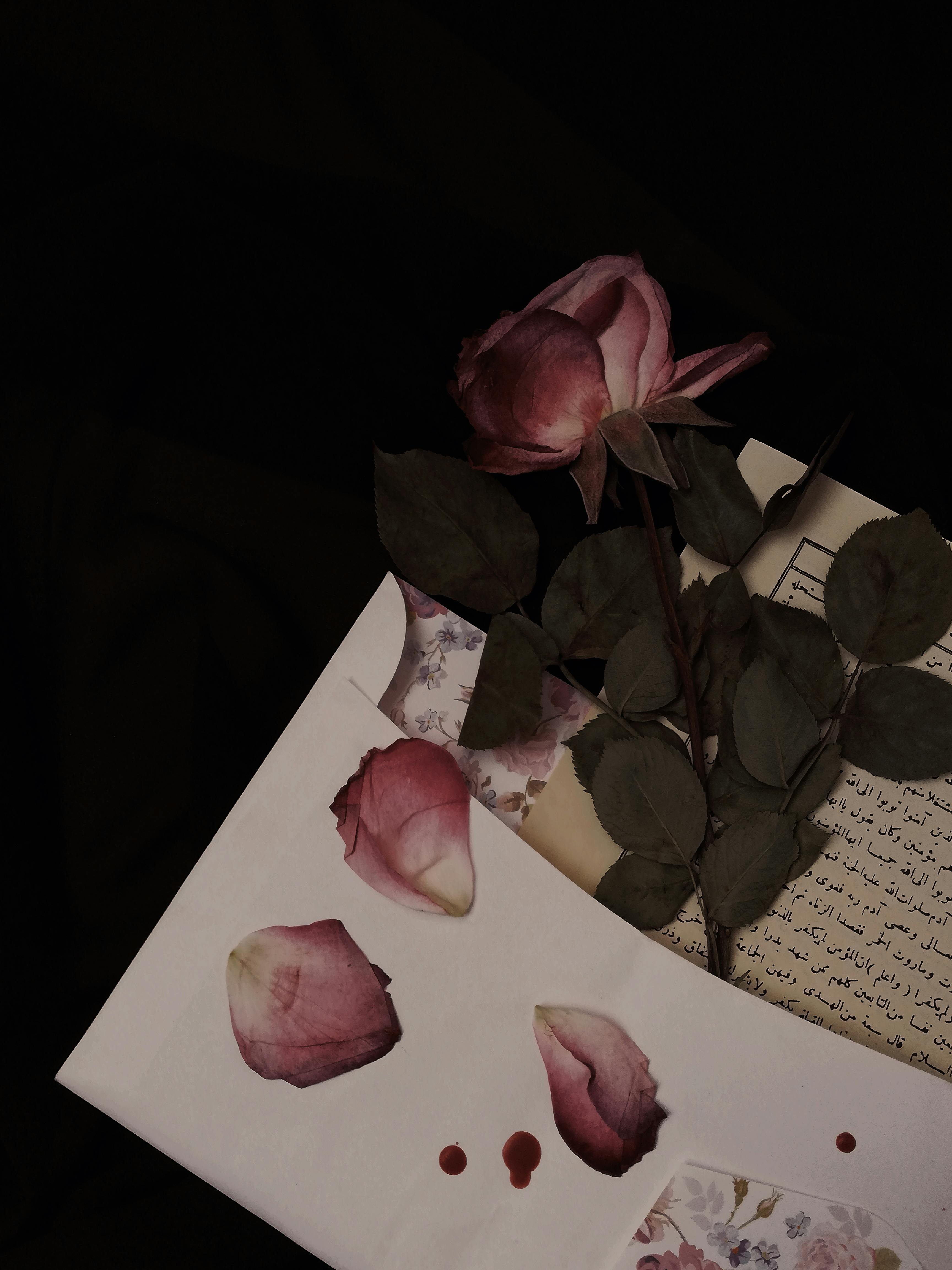 Dead Rose Aesthetic Wallpapers - Wallpaper Cave