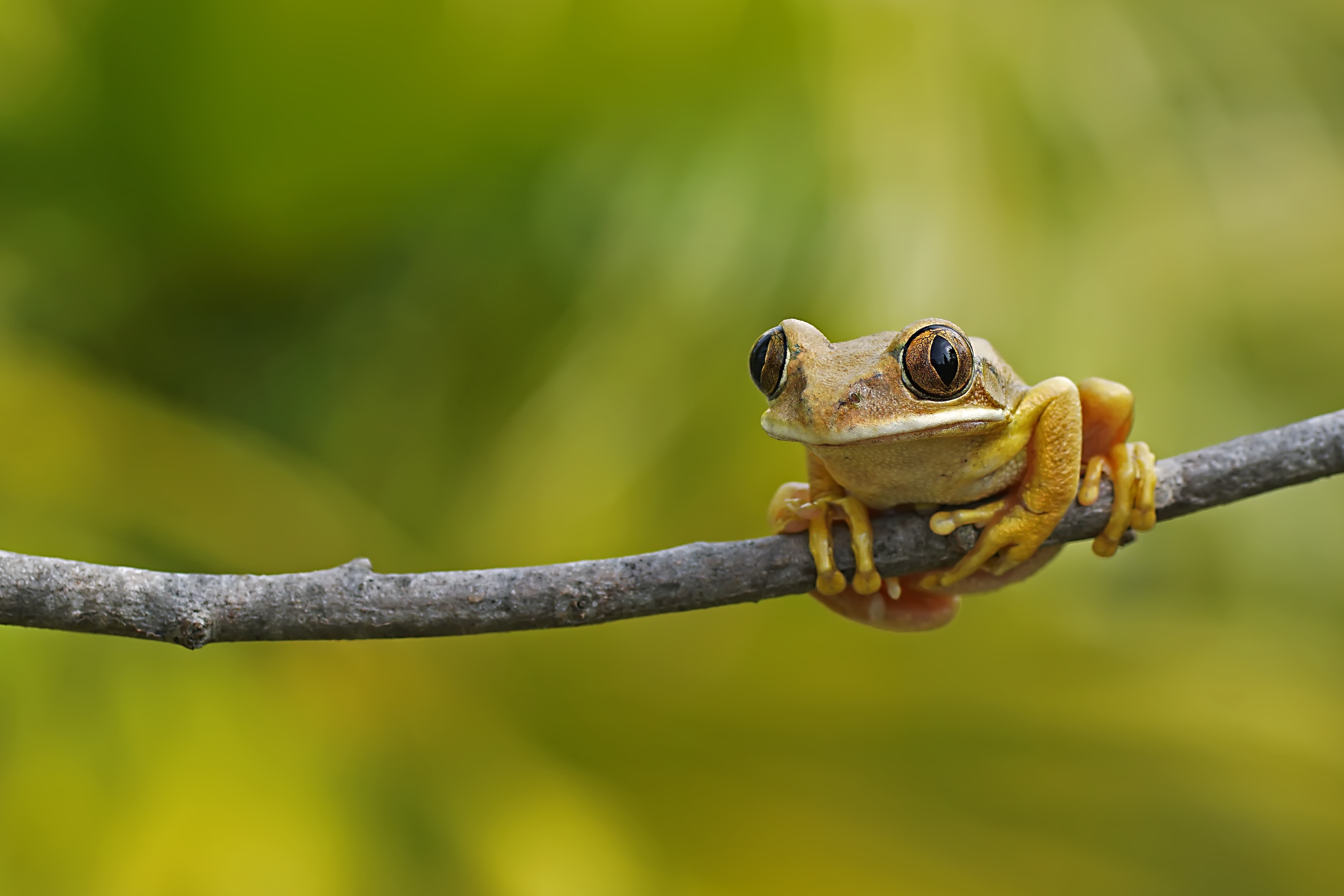 Frogs 4k Wallpapers - Wallpaper Cave