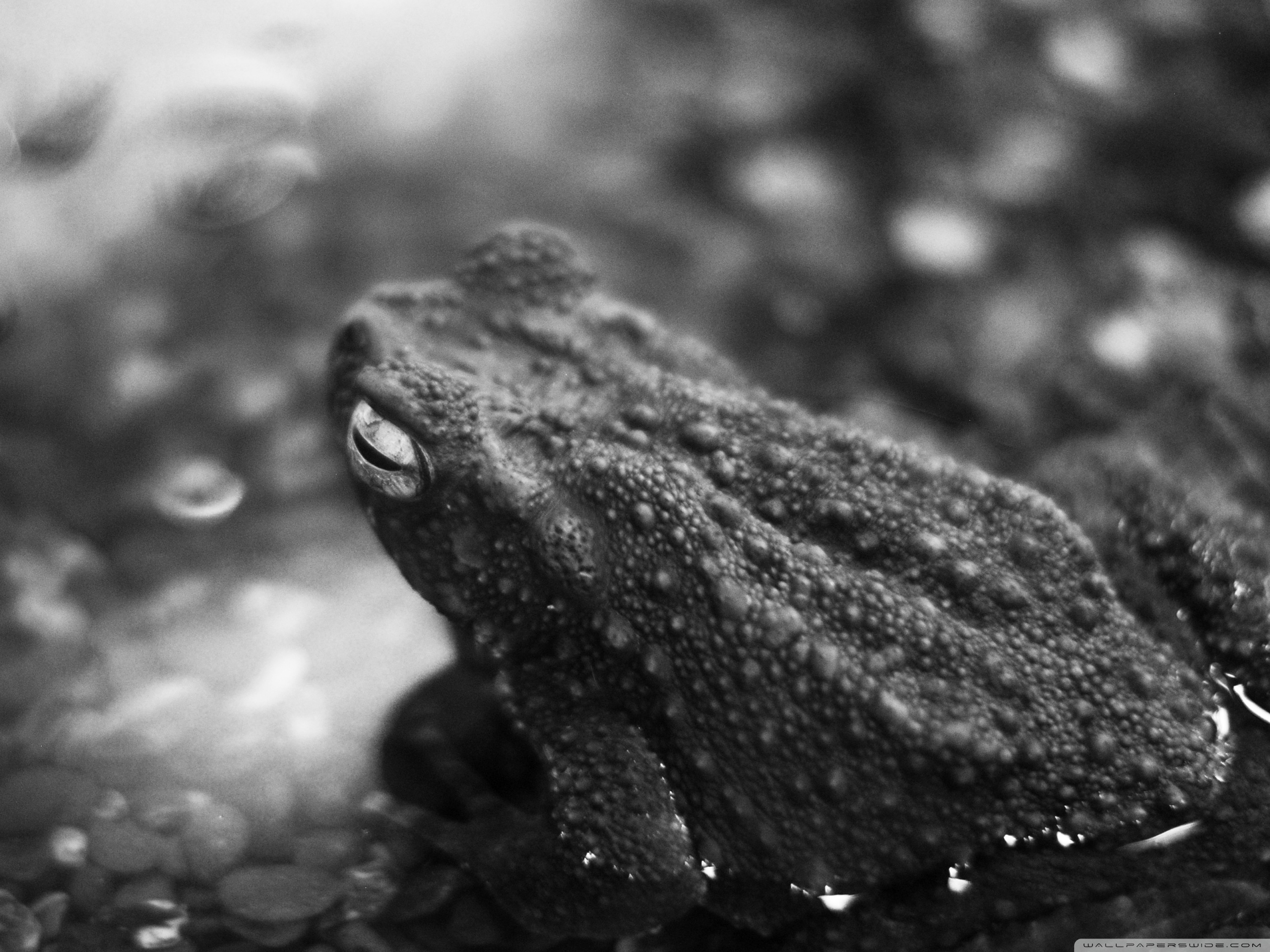 Frogs 4k Wallpapers - Wallpaper Cave