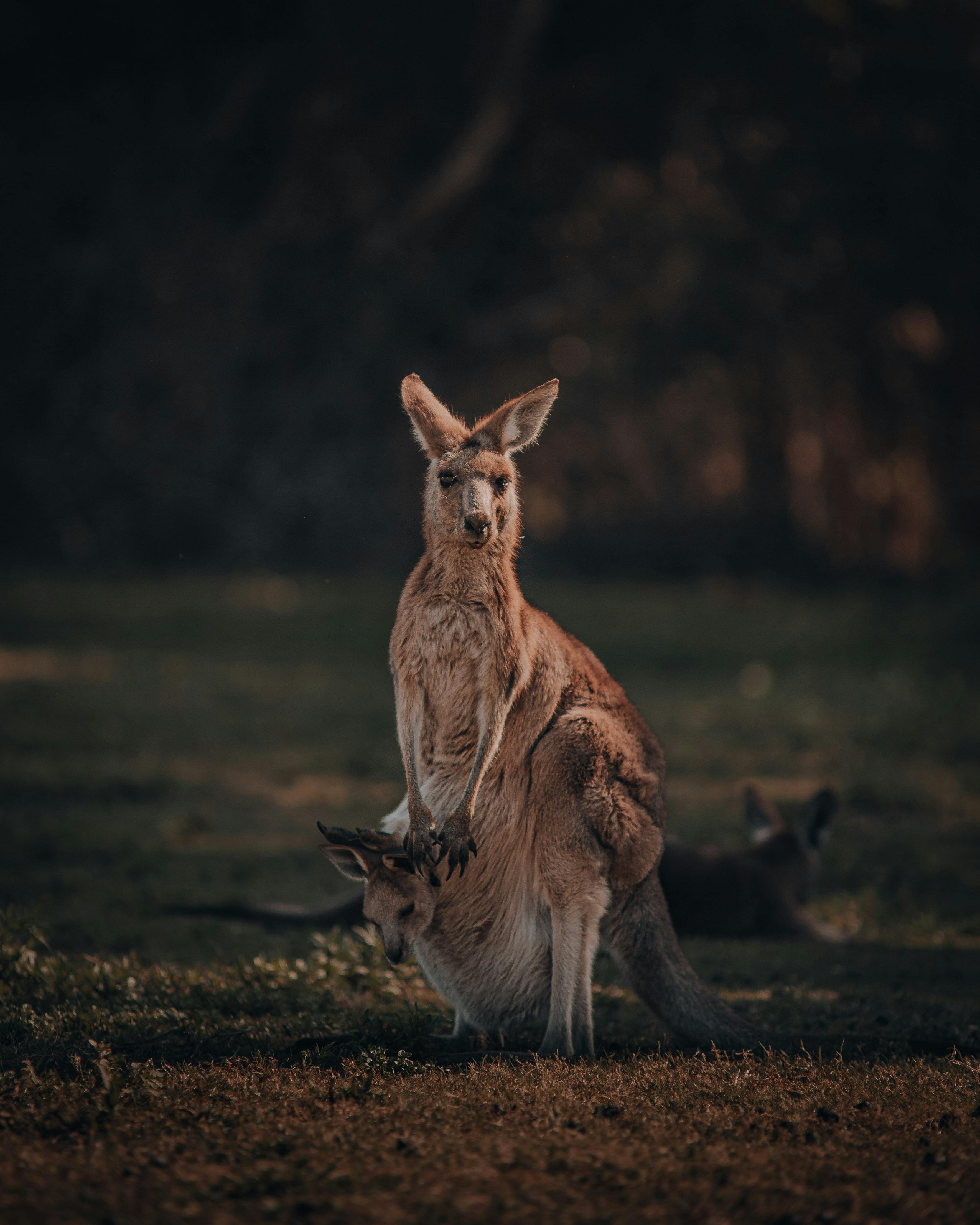 4k Kangaroo Wallpapers - Wallpaper Cave