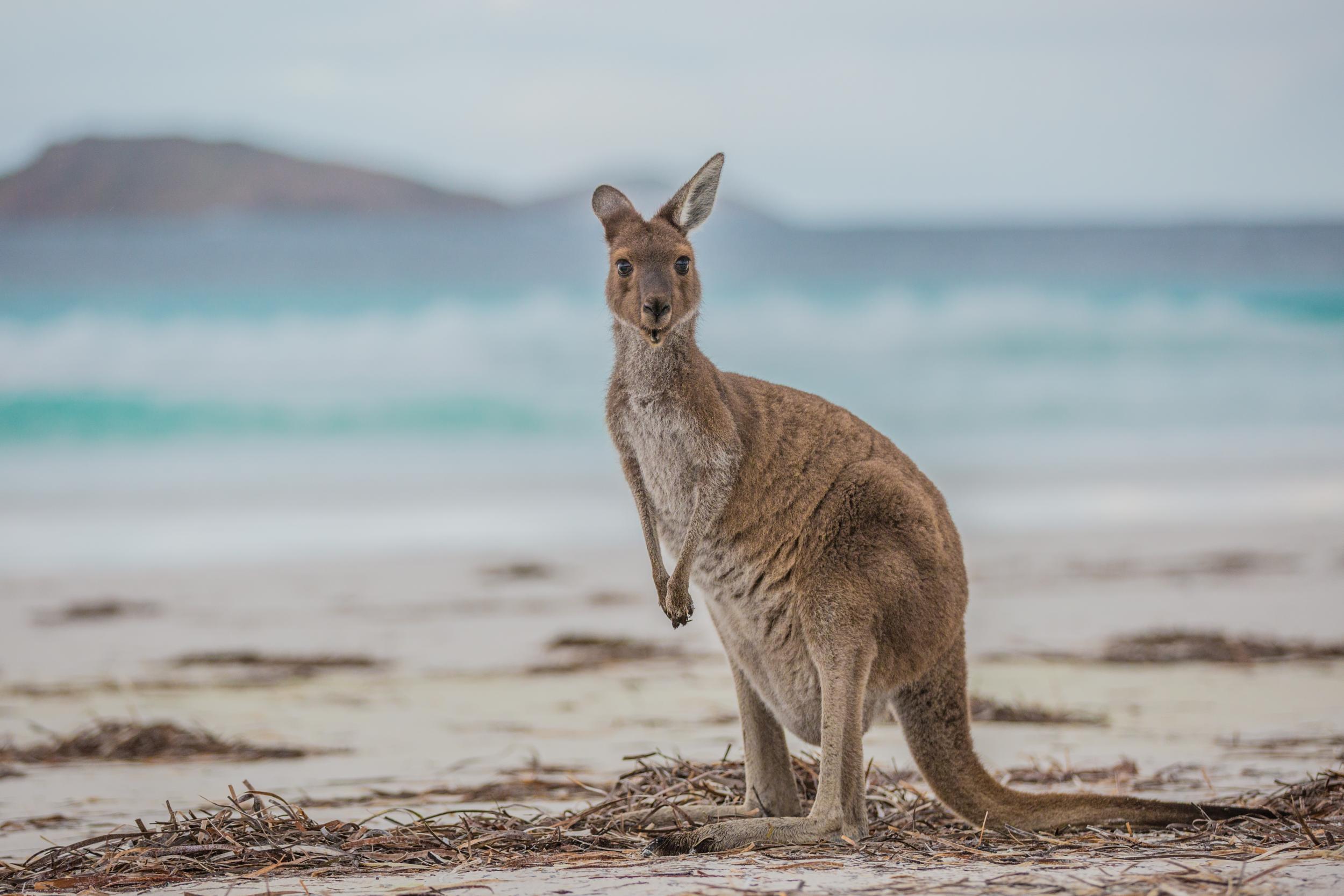 4k Kangaroo Wallpapers - Wallpaper Cave