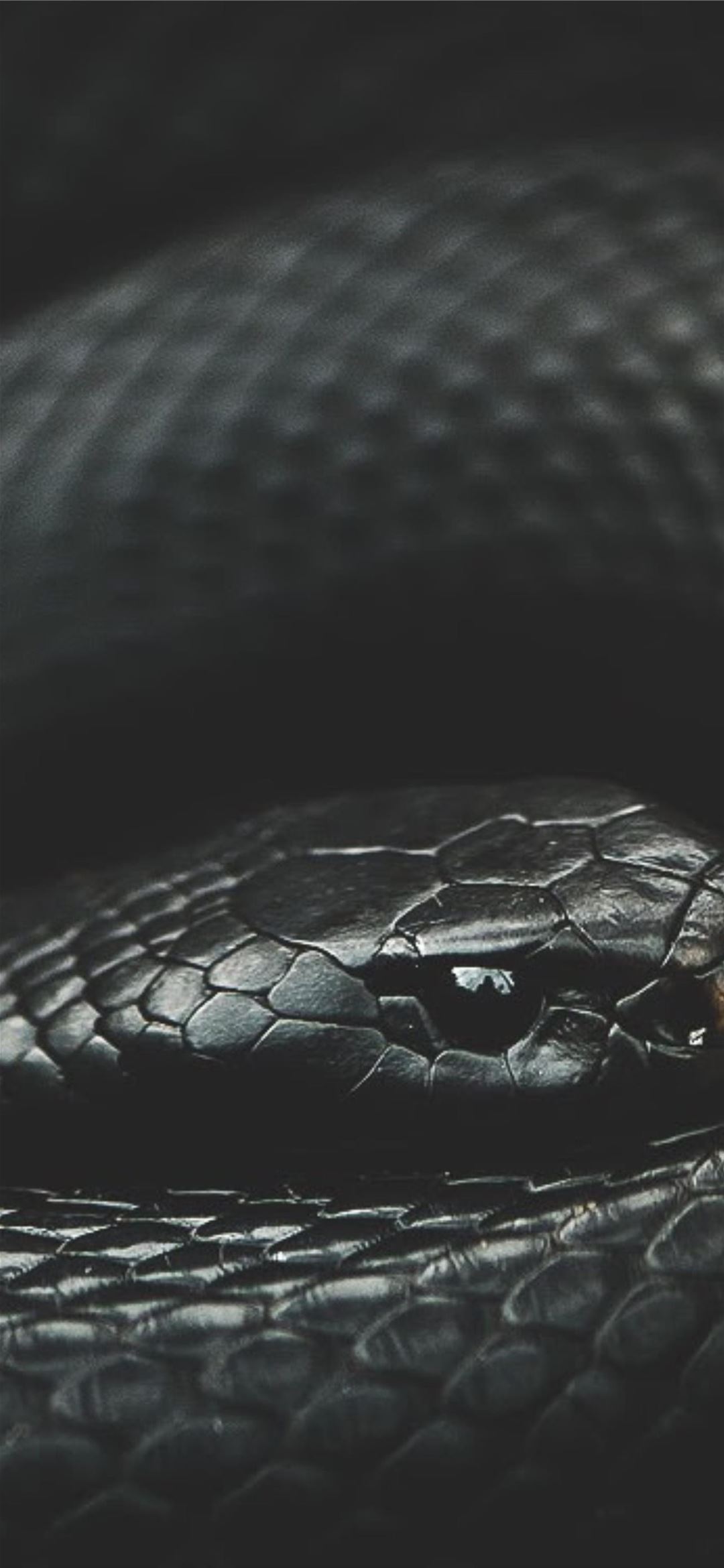 iPhone Snake Wallpapers - Wallpaper Cave