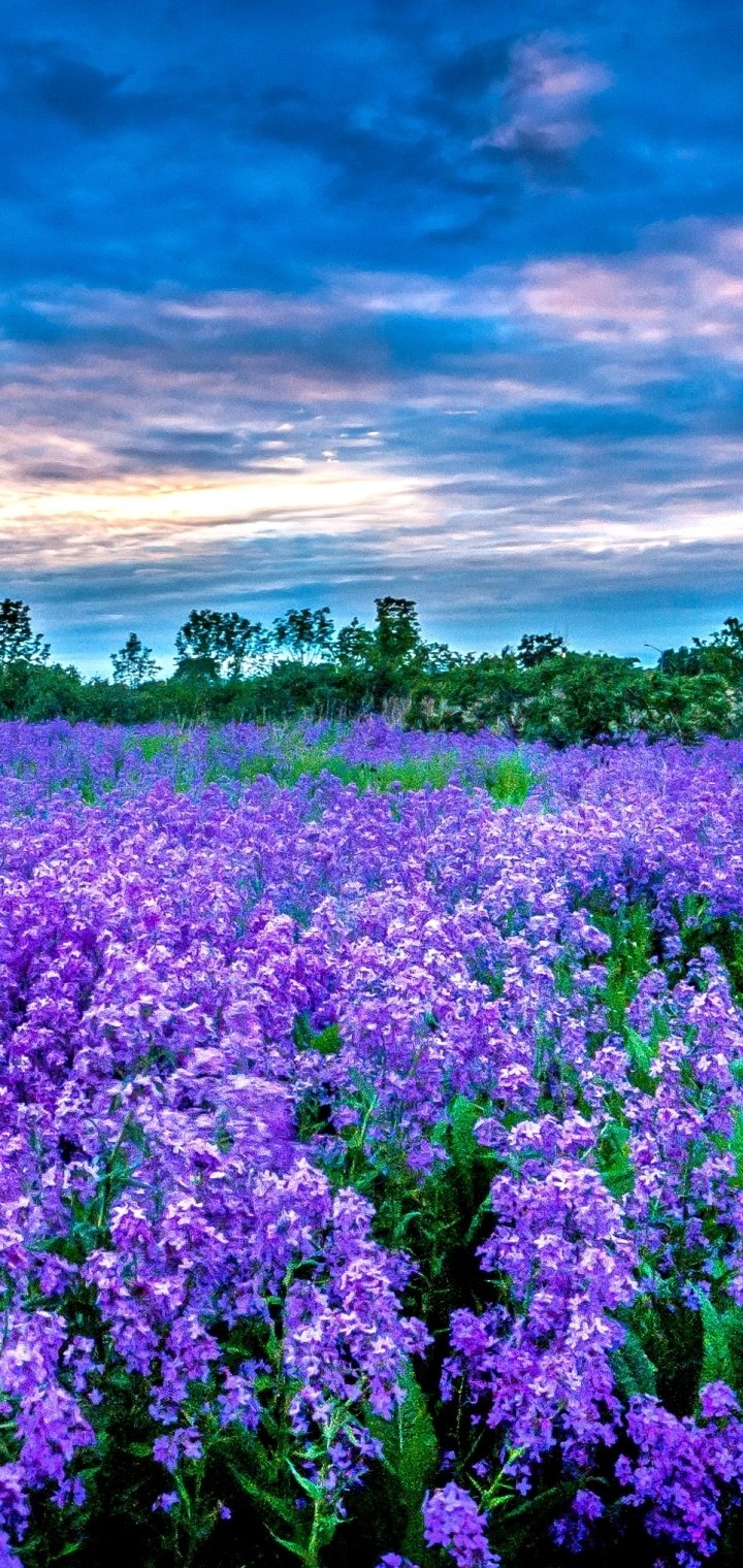 Purple Flower Phone Wallpapers - Wallpaper Cave