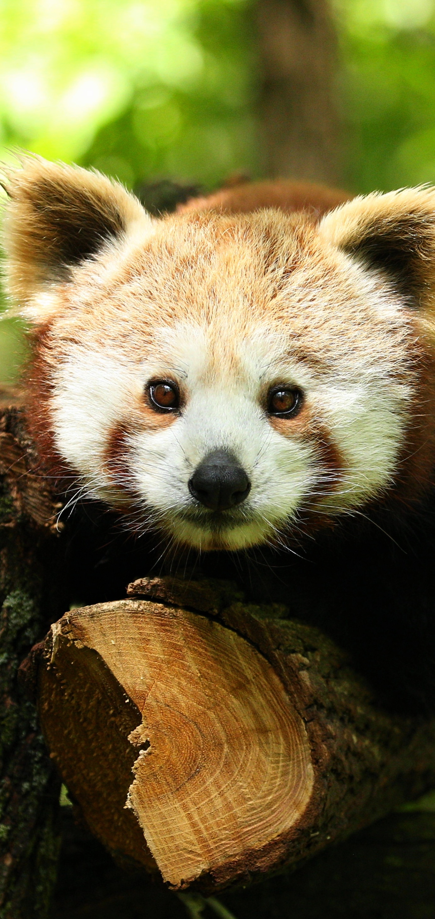 Red Panda iPhone Wallpapers - Wallpaper Cave