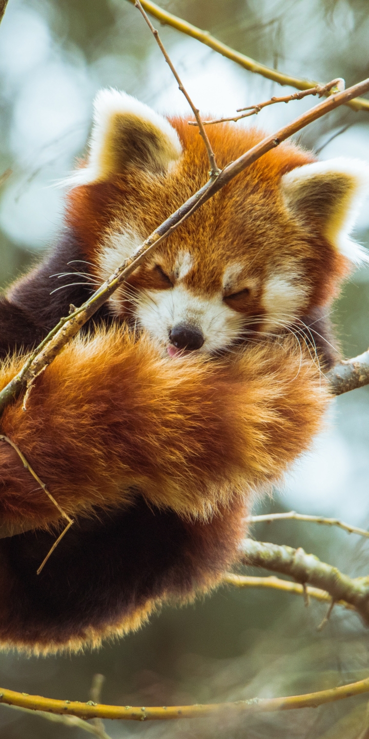 Red Panda iPhone Wallpapers - Wallpaper Cave