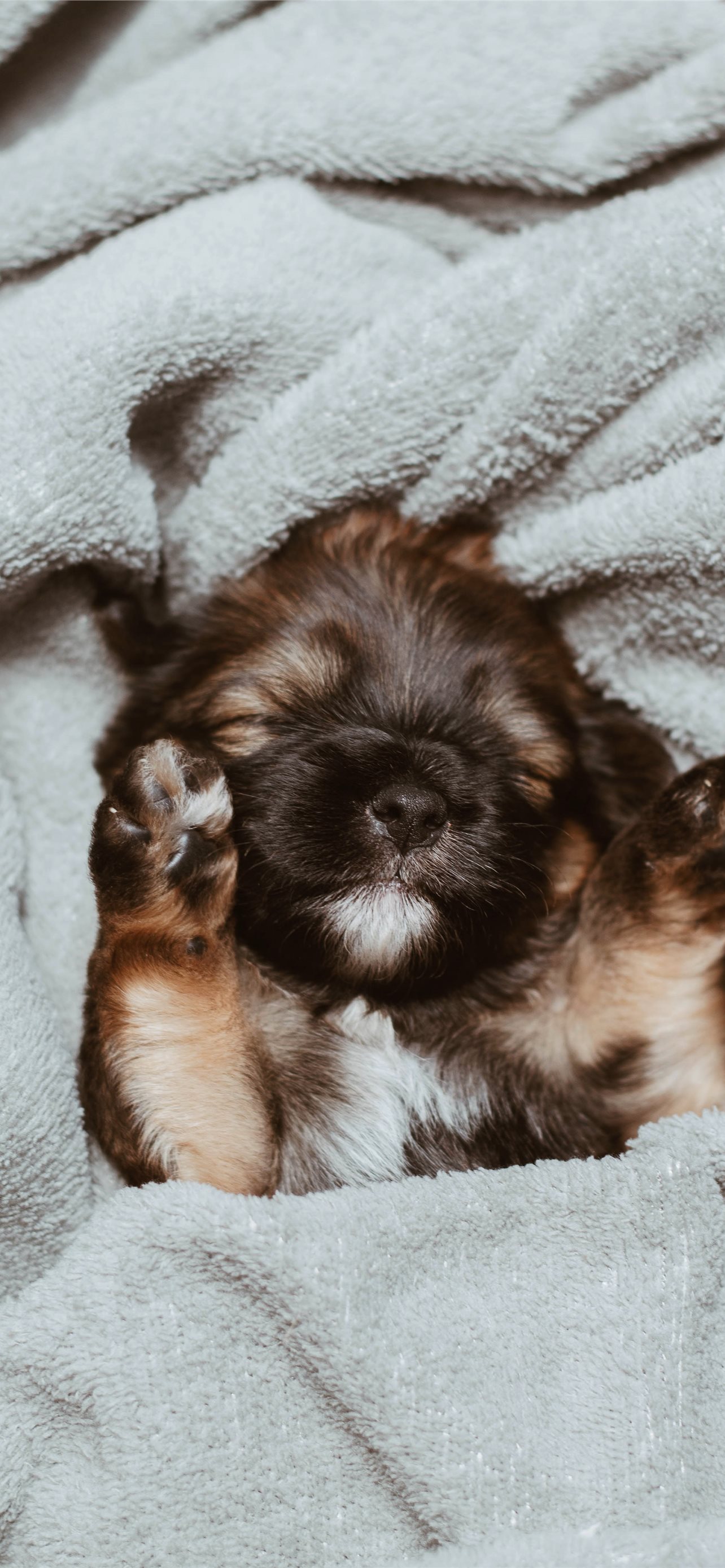 iPhone Puppy Wallpapers - Wallpaper Cave