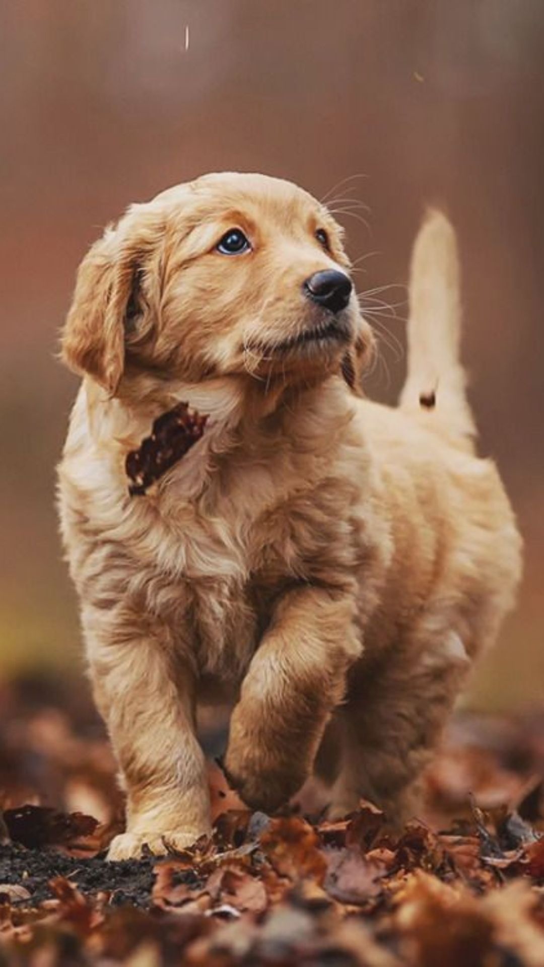 iPhone Puppy Wallpapers - Wallpaper Cave