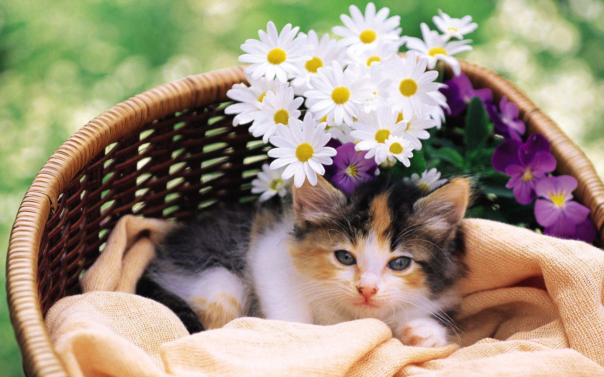 Kittens Playing With Flowers Wallpapers - Wallpaper Cave