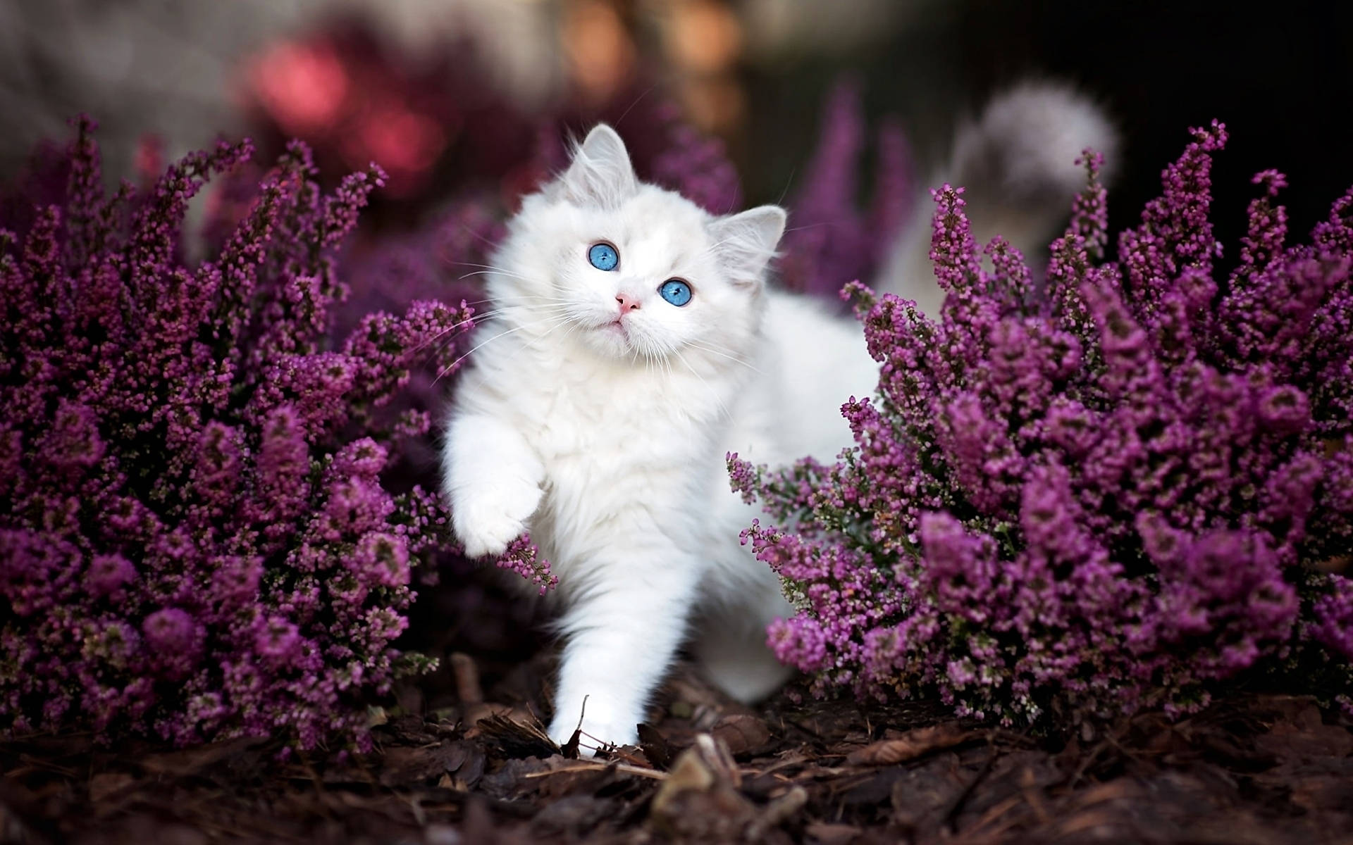 Kittens Playing With Flowers Wallpapers - Wallpaper Cave