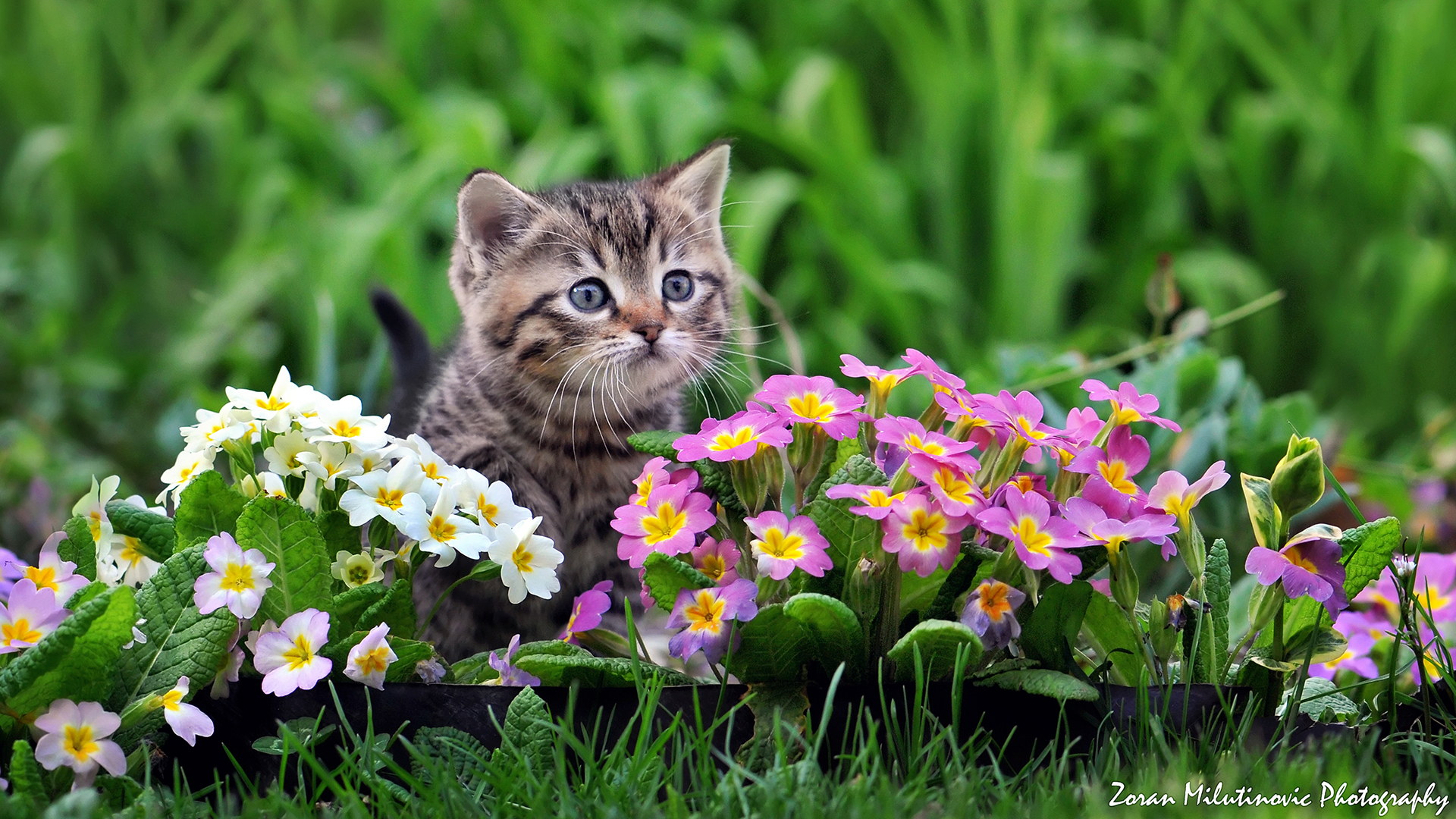 Kittens Playing With Flowers Wallpapers - Wallpaper Cave