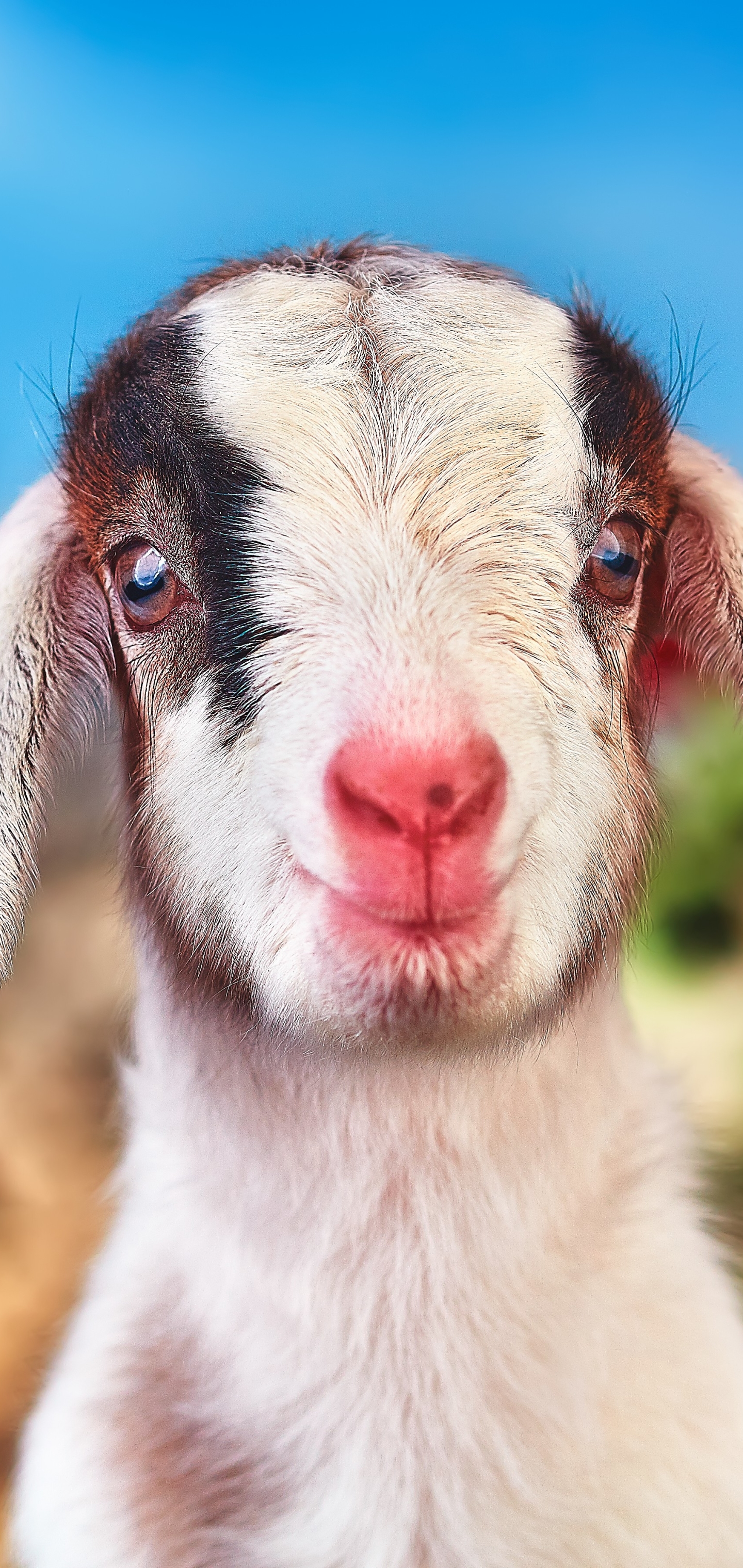 Goat Animal Wallpapers - Wallpaper Cave