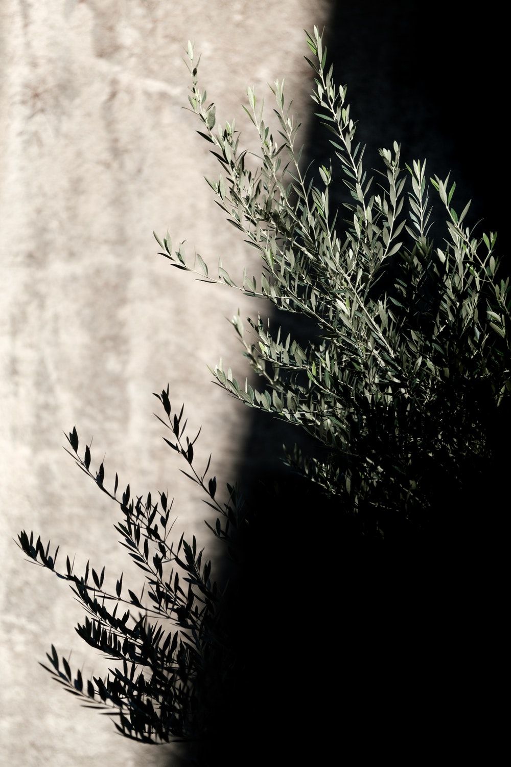 Olive iPhone Wallpapers - Wallpaper Cave