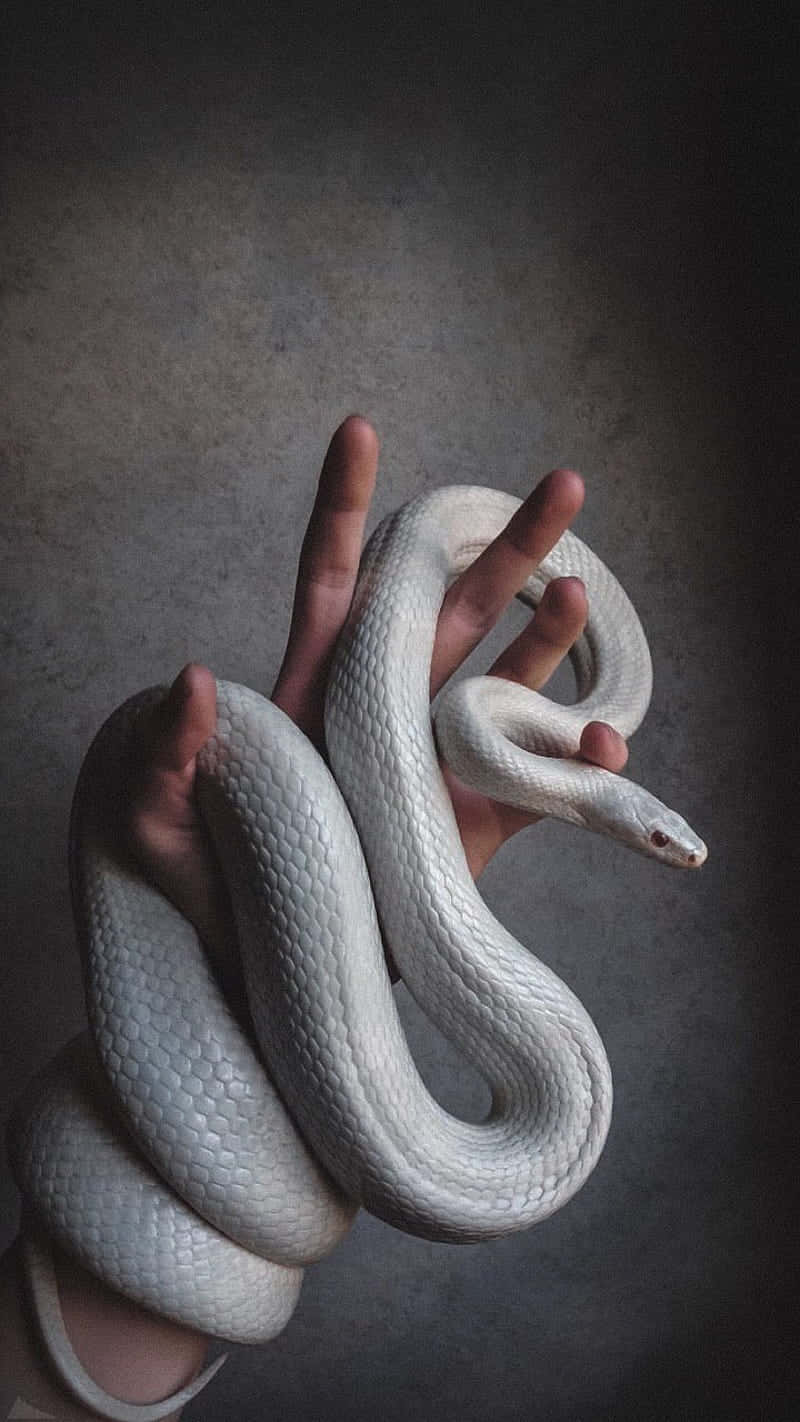 Phone Snake Wallpapers - Wallpaper Cave
