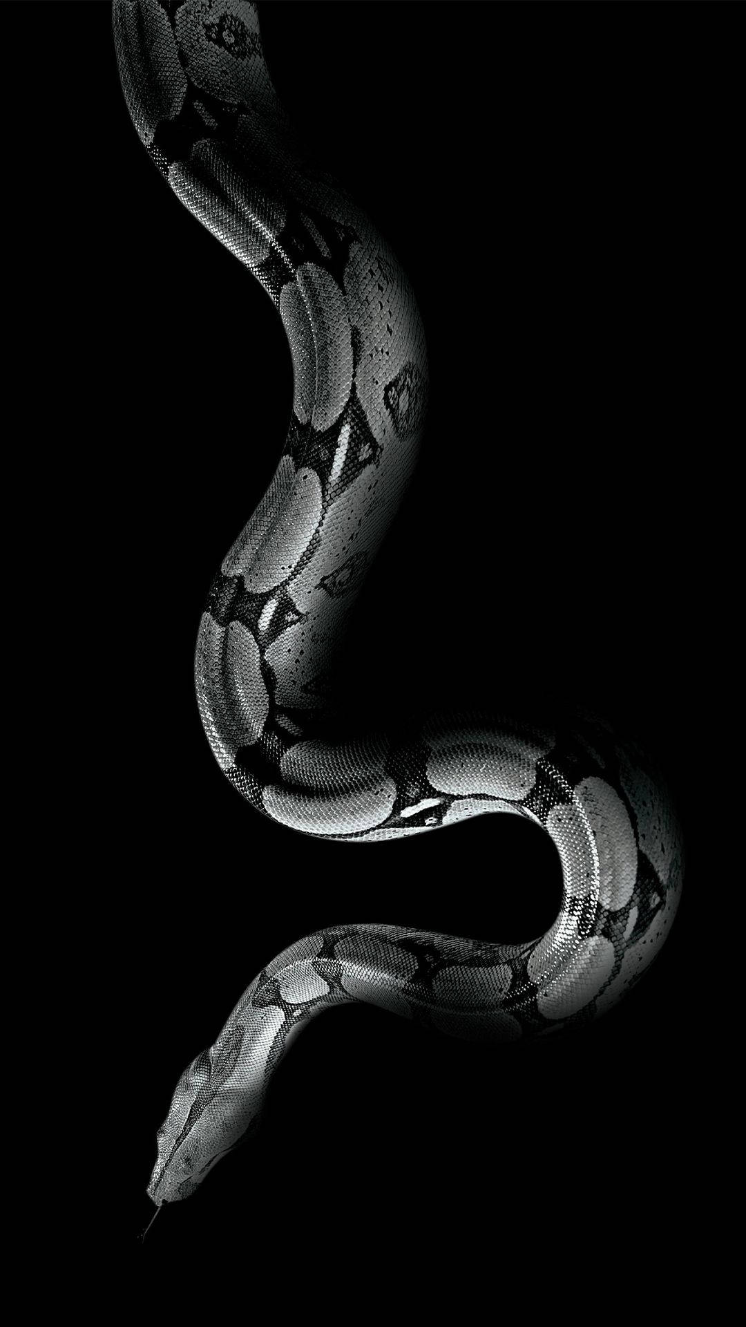 Phone Snake Wallpapers - Wallpaper Cave