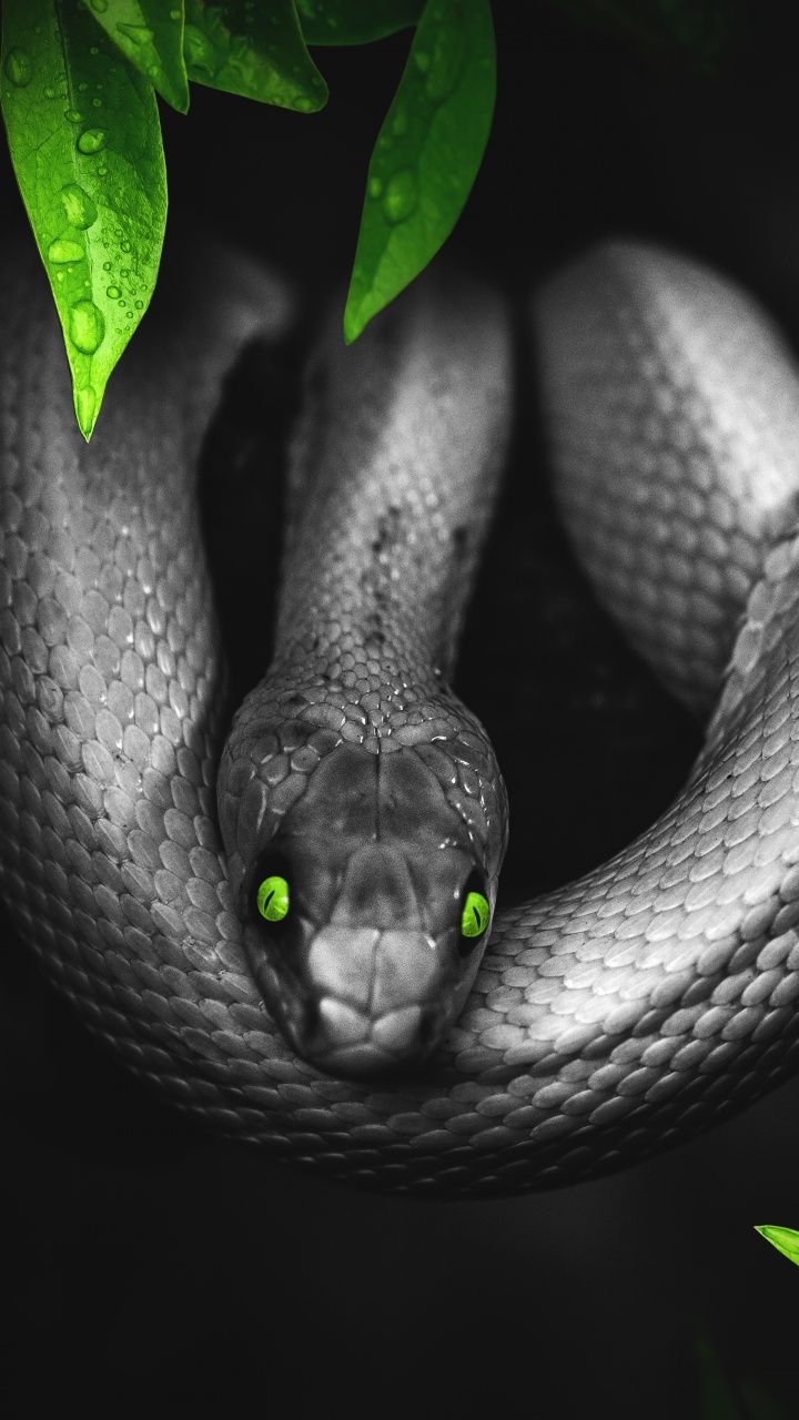 Phone Snake Wallpapers - Wallpaper Cave
