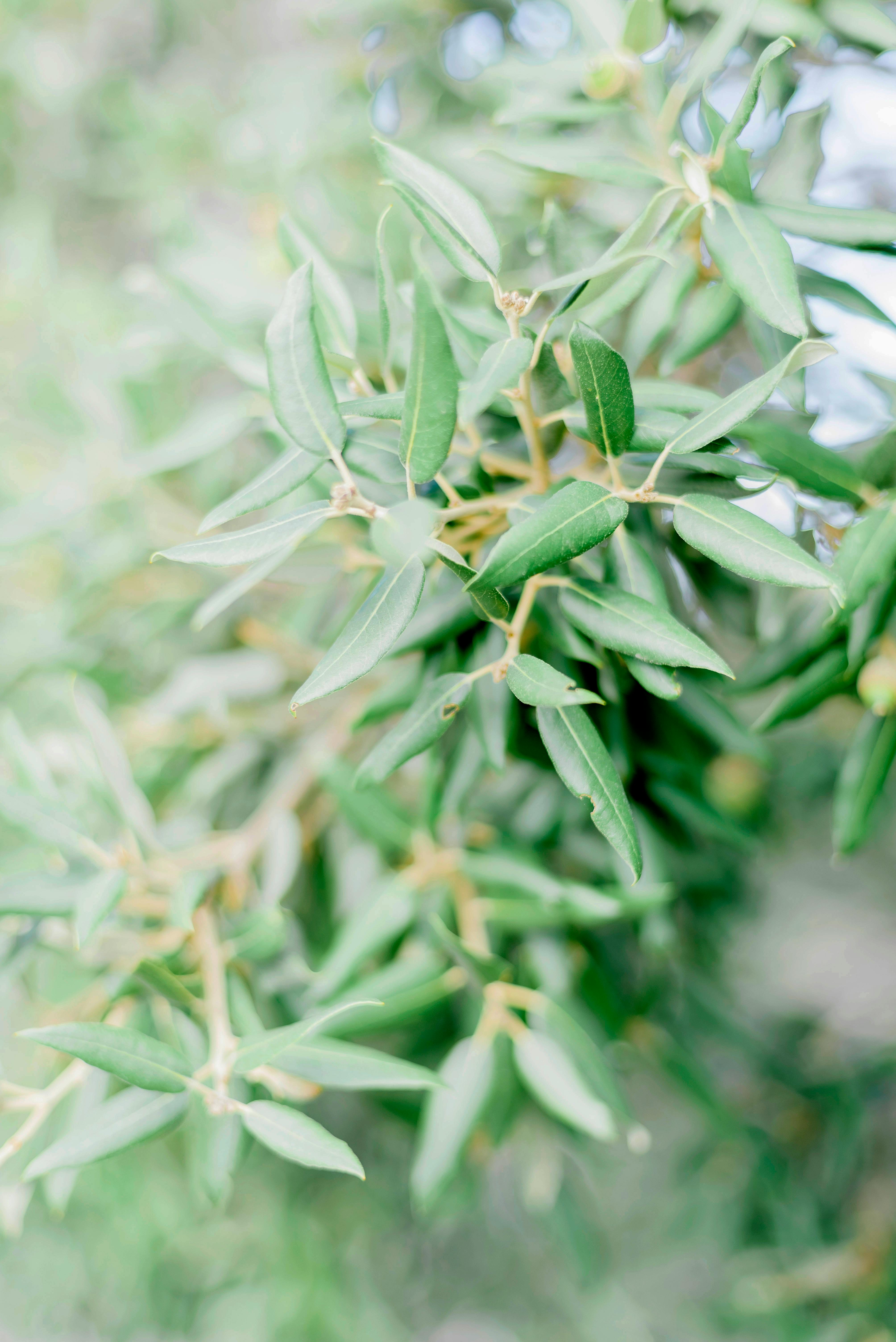 Olive iPhone Wallpapers - Wallpaper Cave