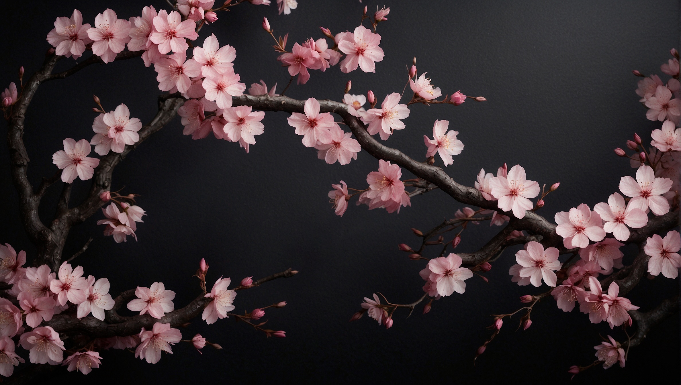 Sakura Black Wallpapers - Wallpaper Cave