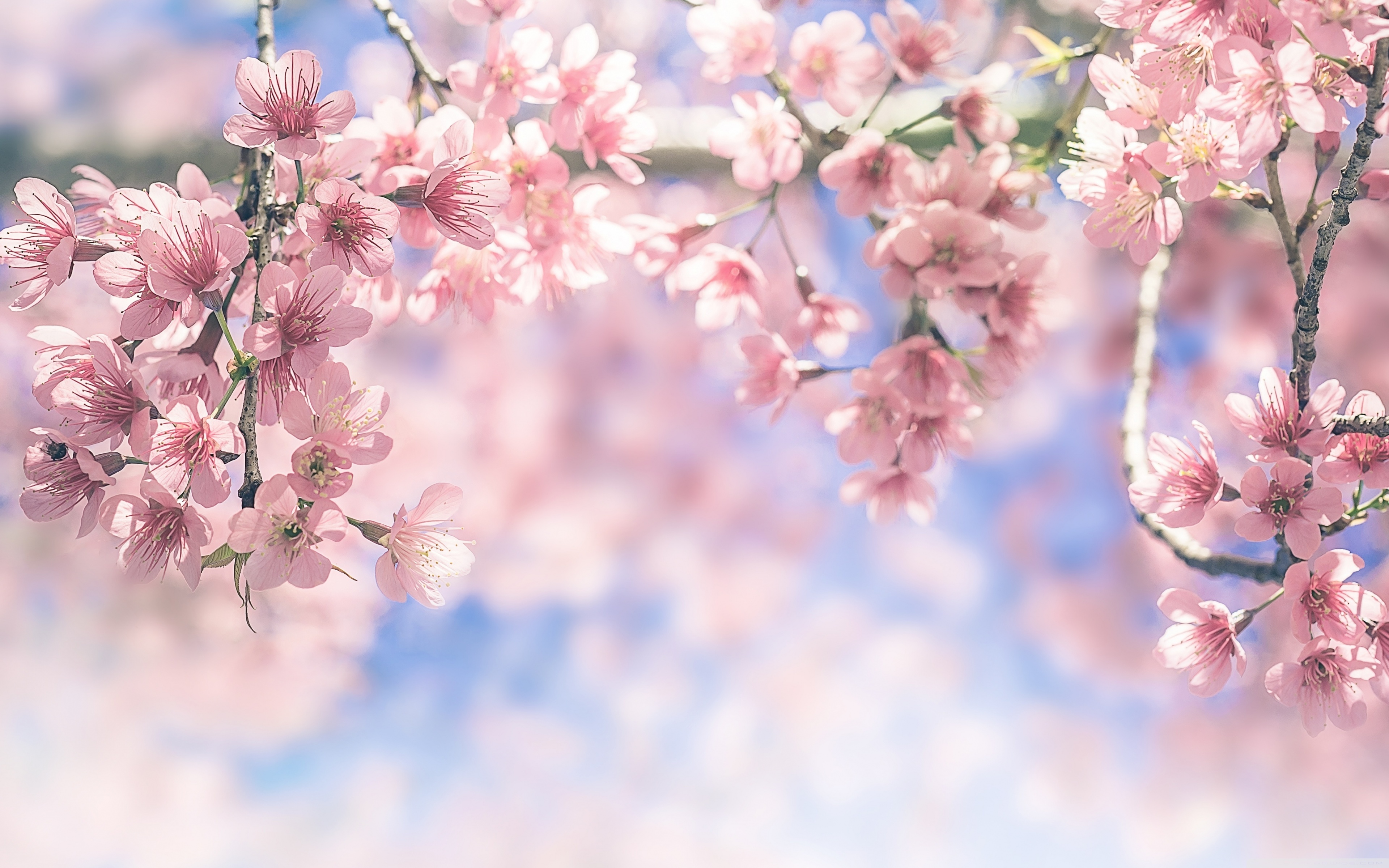 Peach Spring Laptop Wallpapers - Wallpaper Cave