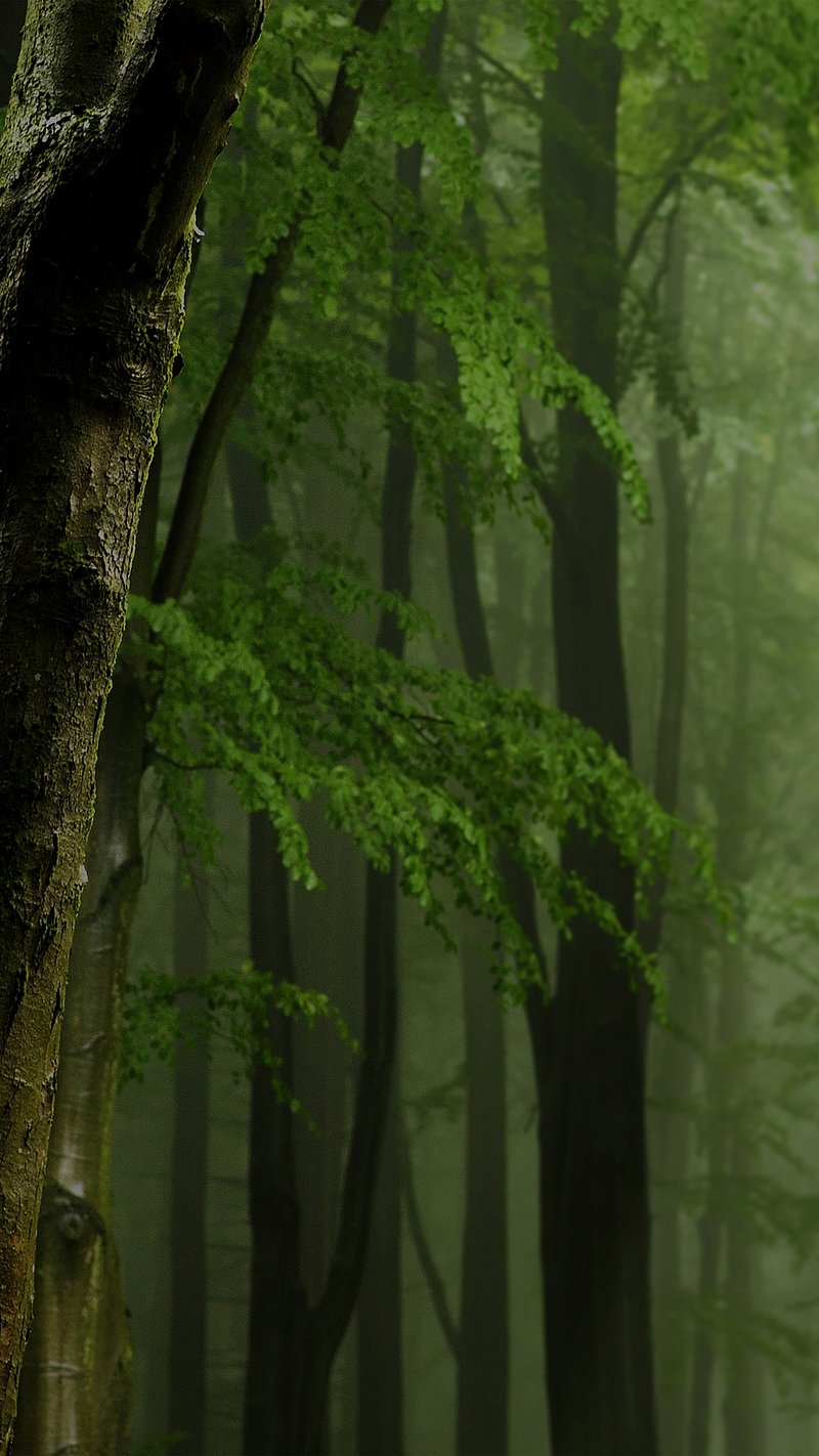 Forest HD iPhone Wallpapers - Wallpaper Cave