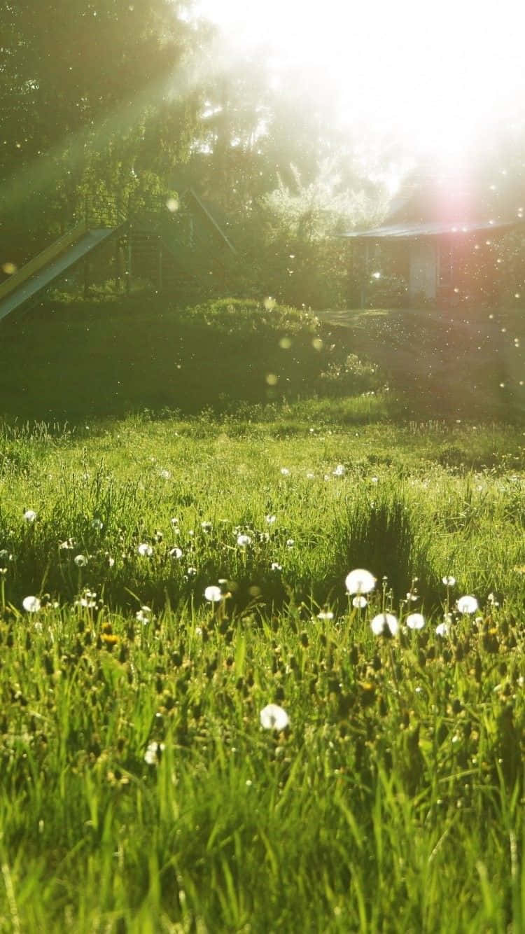 Spring Meadow Phone Wallpapers - Wallpaper Cave