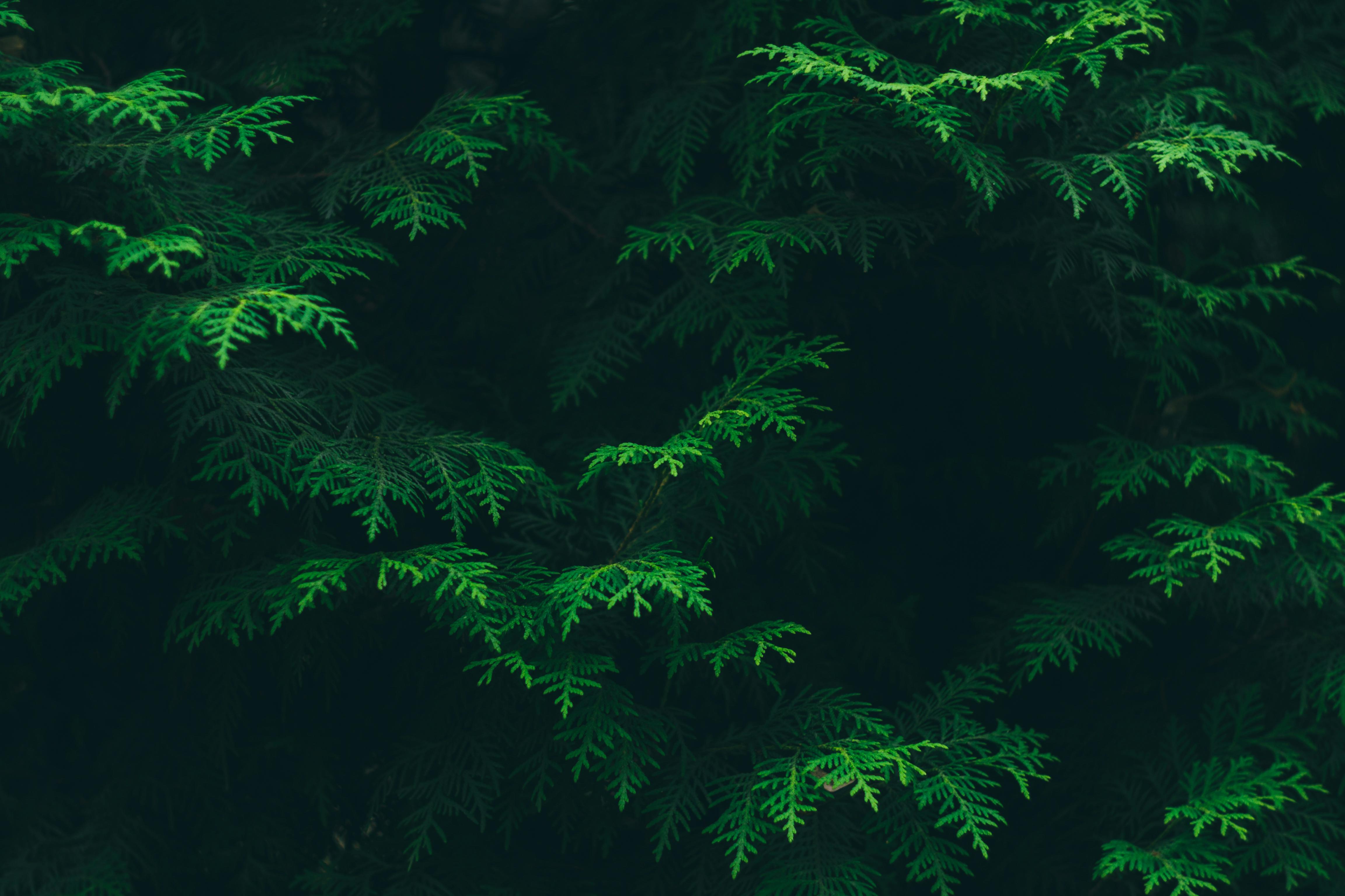 Greenery 4k Wallpapers - Wallpaper Cave