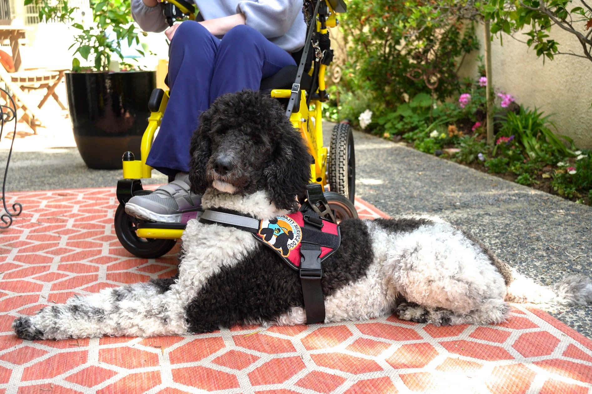 Service Dog Wallpapers - Wallpaper Cave