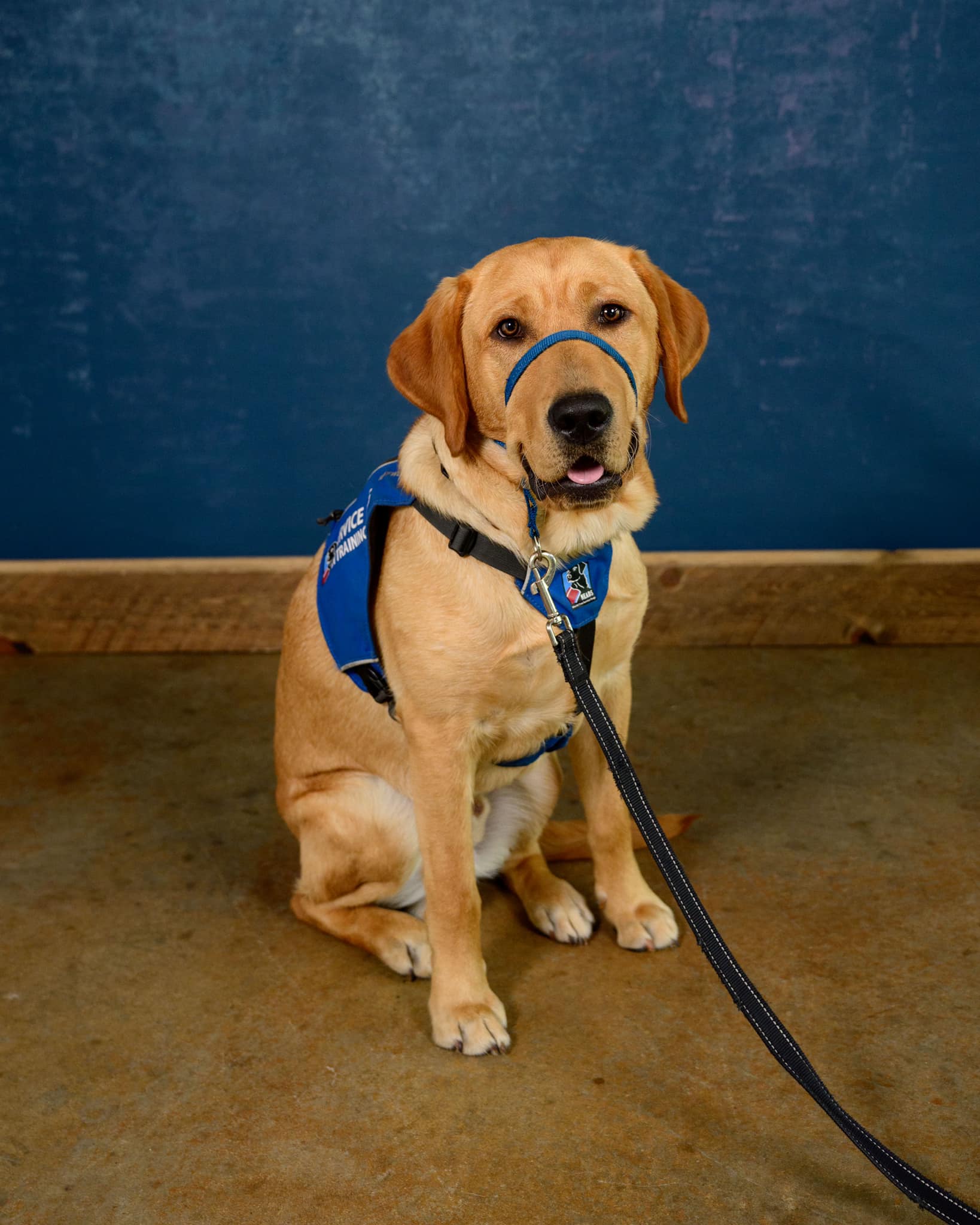 Service Dog Wallpapers - Wallpaper Cave