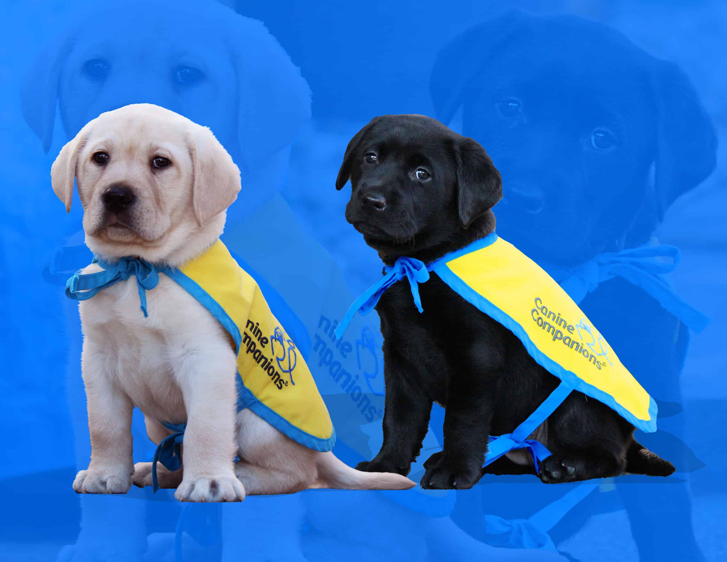 Service Dog Wallpapers - Wallpaper Cave