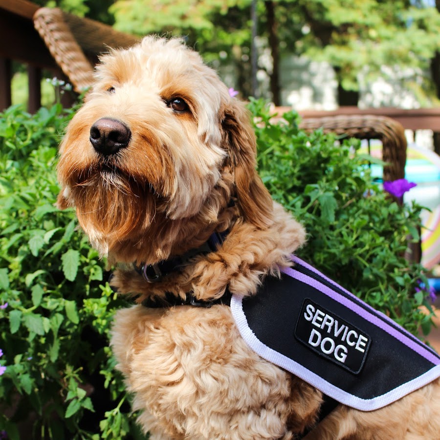 Service Dog Wallpapers - Wallpaper Cave