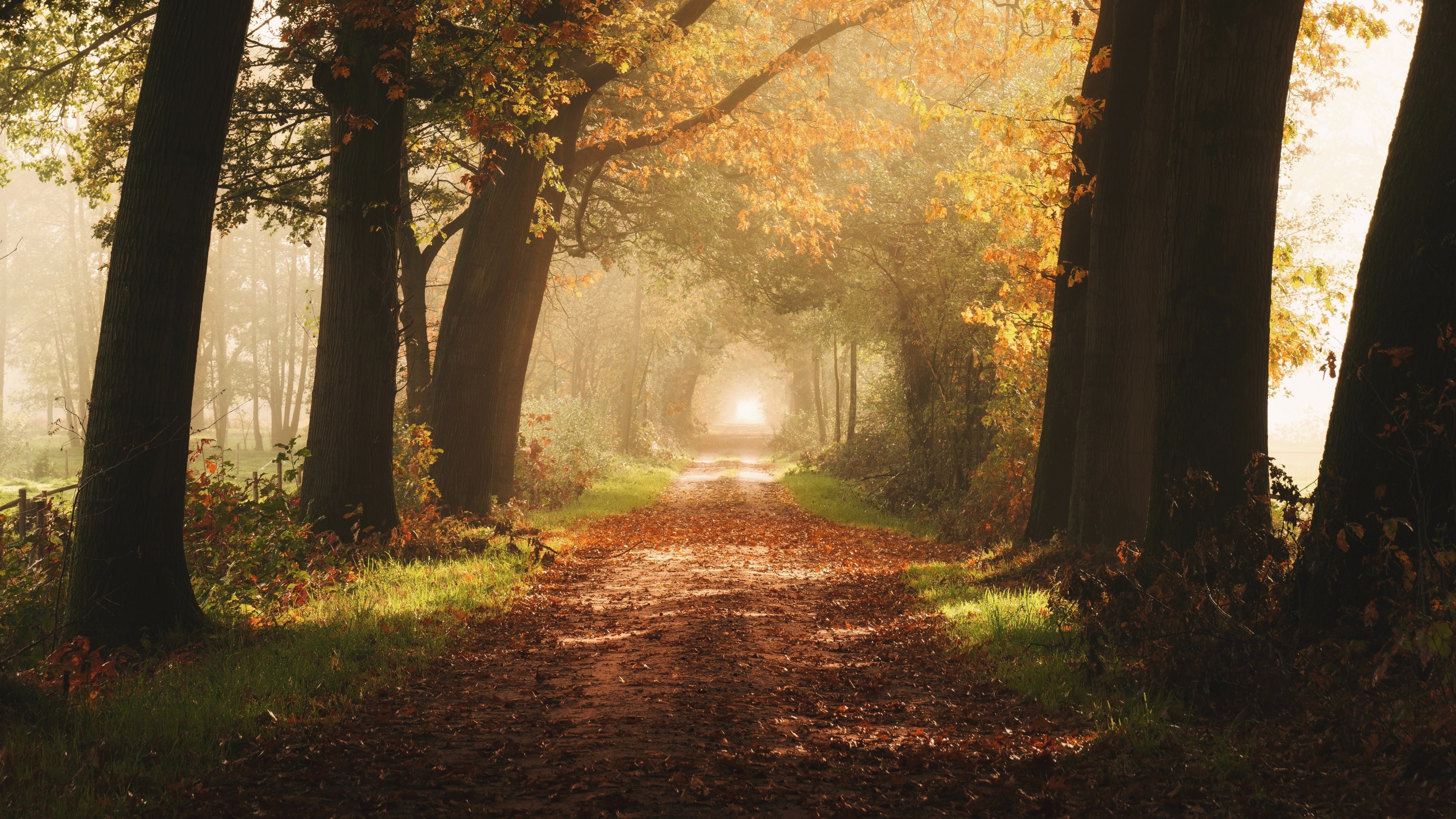 Misty Autumn Path Wallpapers - Wallpaper Cave