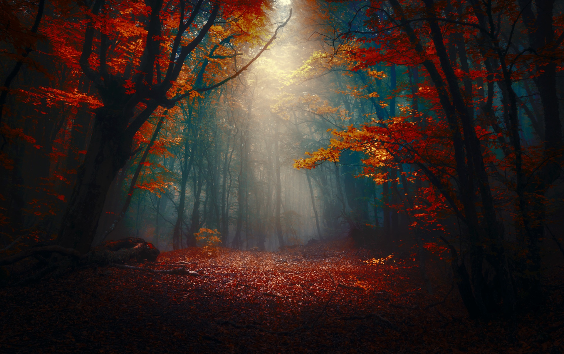 HD Autumn Forest Wallpapers - Wallpaper Cave