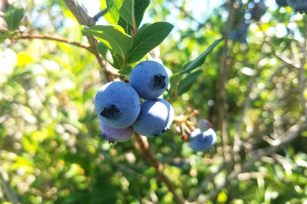 Summer Blueberry Wallpapers - Wallpaper Cave