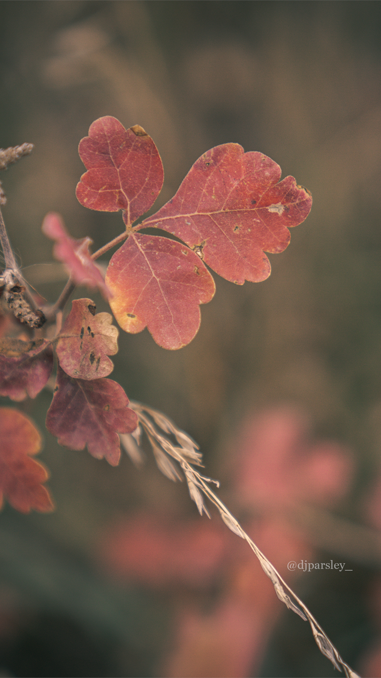 Red Autumn Phone Wallpapers - Wallpaper Cave