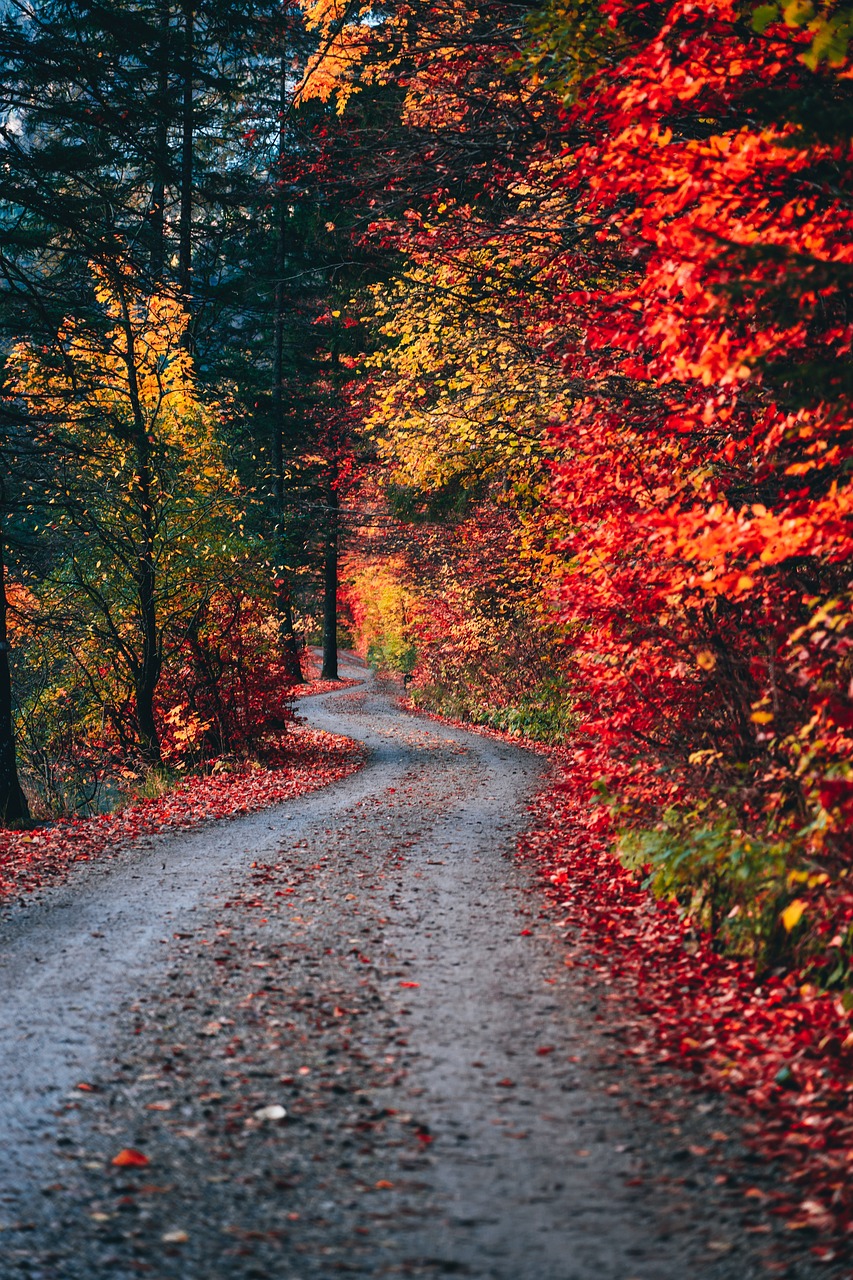 Autumn Roads Phone Wallpapers - Wallpaper Cave