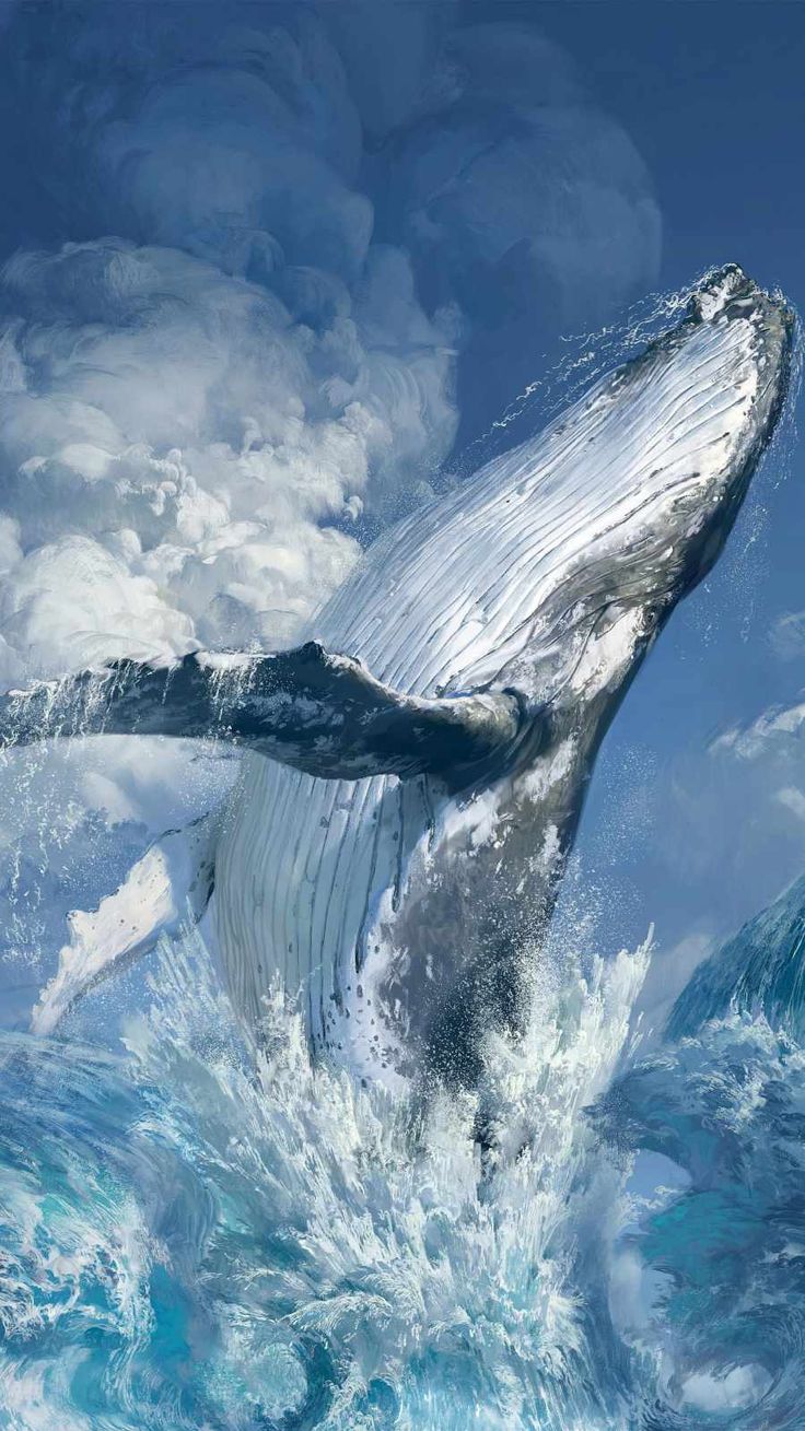 Whale Wallpapers - Wallpaper Cave