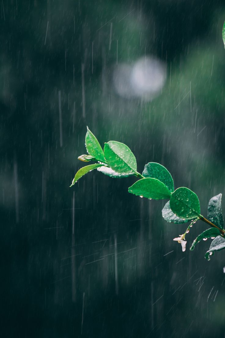 Rainy Leaves Wallpapers - Wallpaper Cave