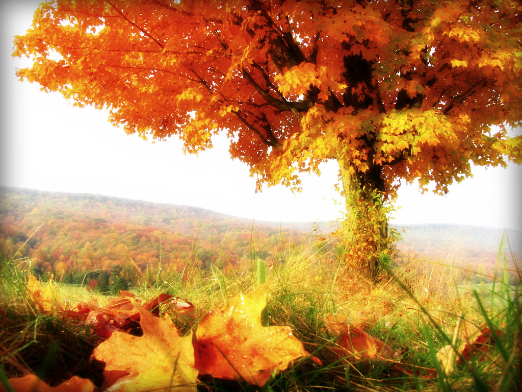 Light Autumn Color Wallpapers - Wallpaper Cave