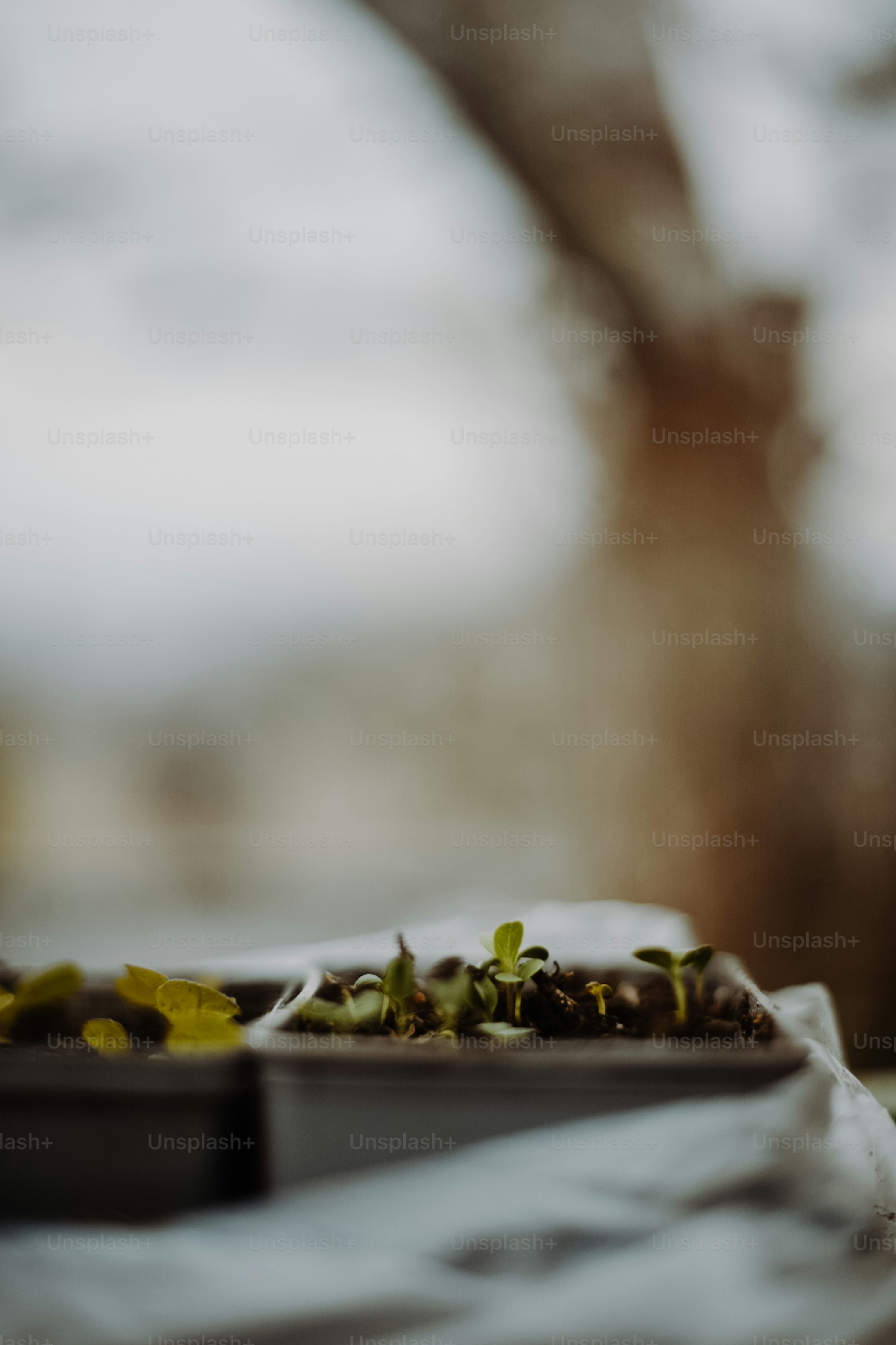 Growing Plant Wallpapers - Wallpaper Cave