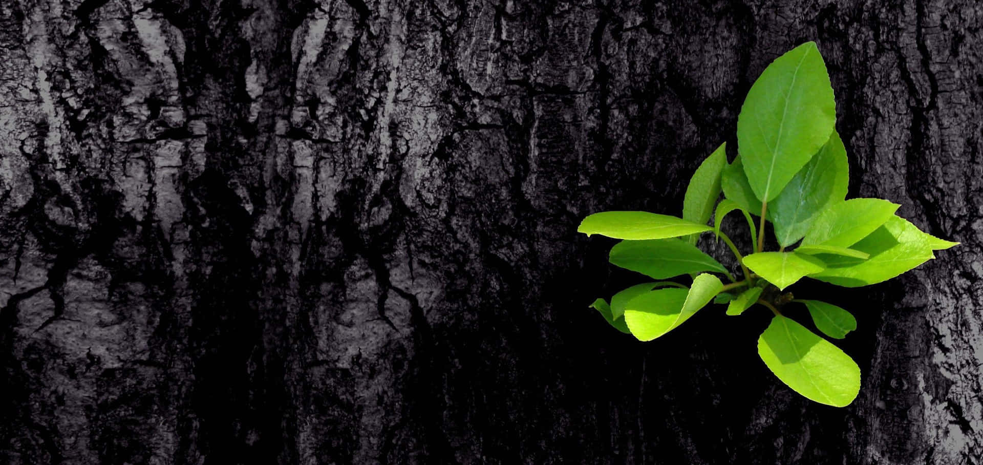 Growing Plant Wallpapers - Wallpaper Cave