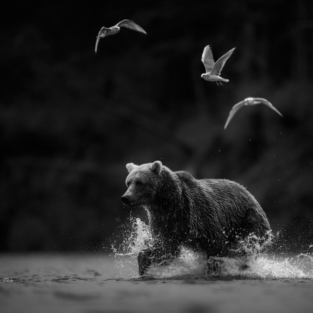 Behaviour Wallpapers - Wallpaper Cave