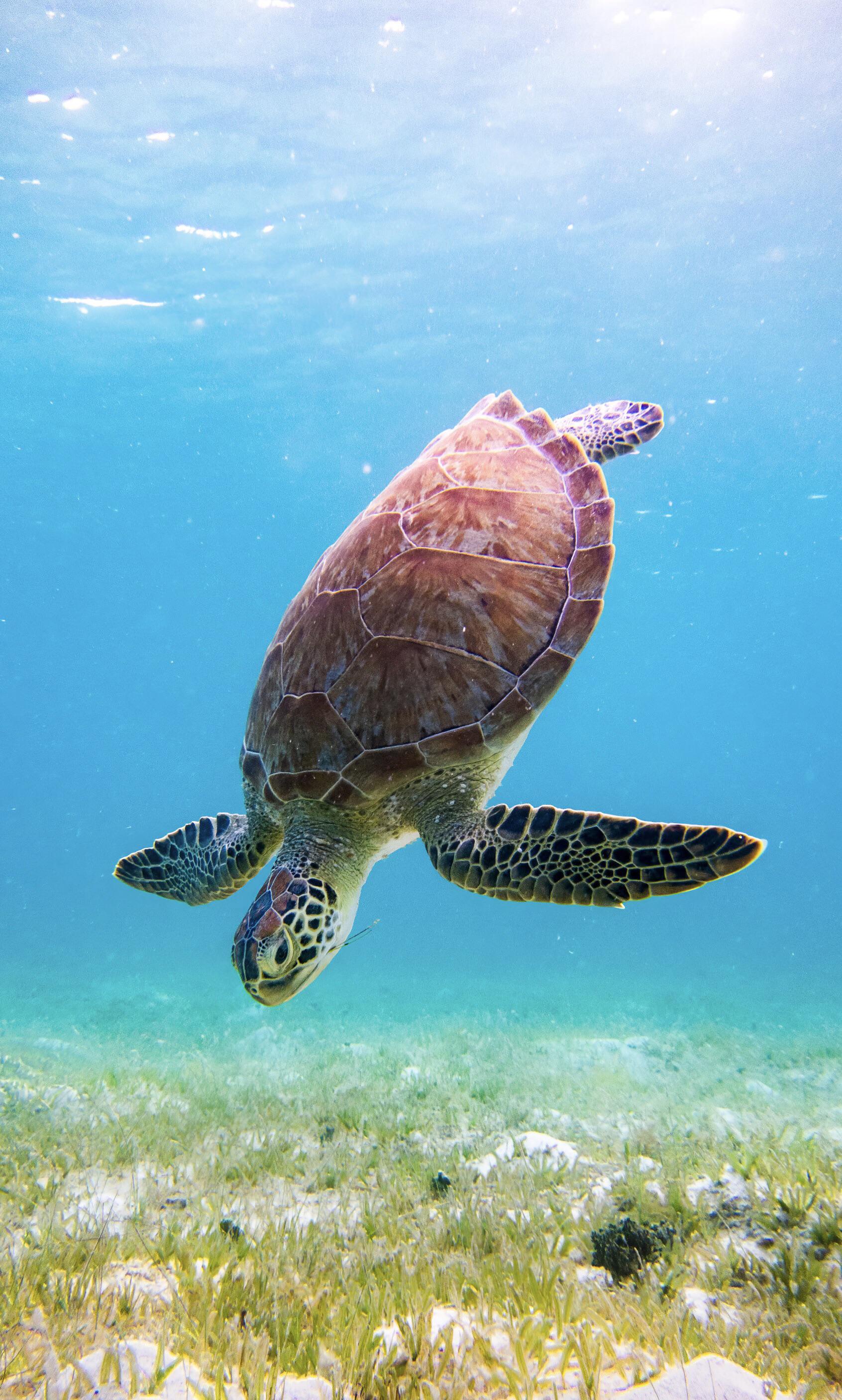 Sea Turtle iPhone Wallpapers - Wallpaper Cave